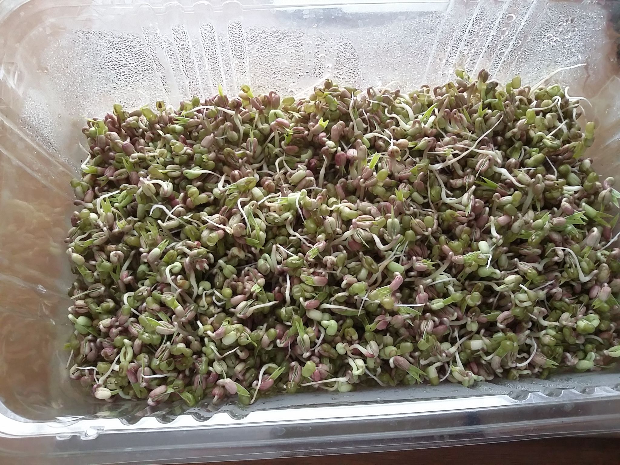 Sprouting Chicken Feed : 7 Steps (with Pictures) - Instructables