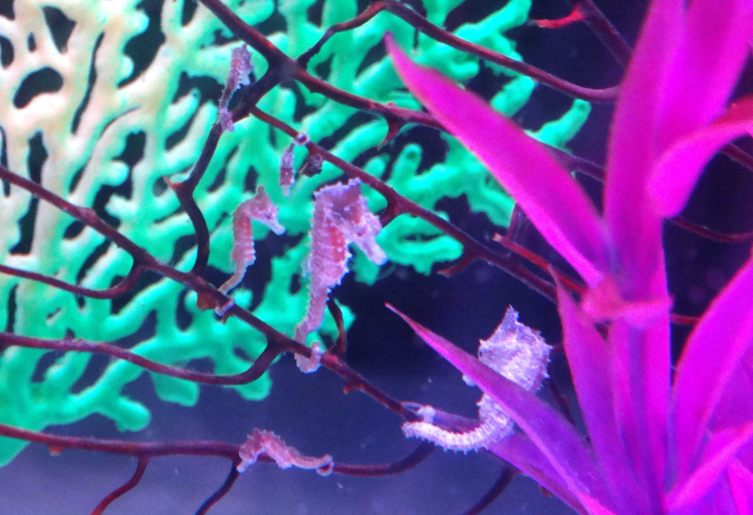Keeping Dwarf Seahorses : 14 Steps (with Pictures) - Instructables