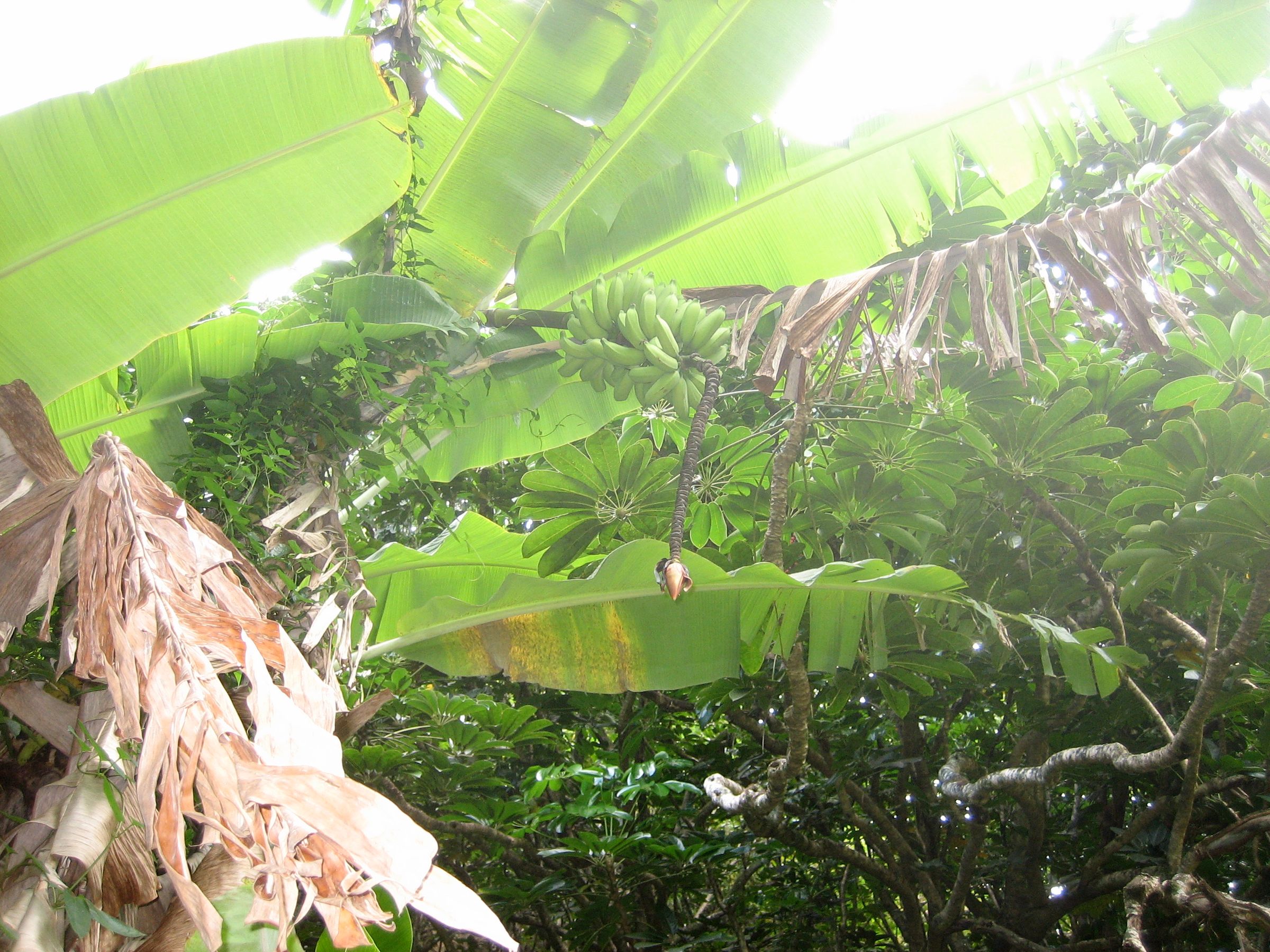 How to Harvest Bananas : 9 Steps (with Pictures) - Instructables