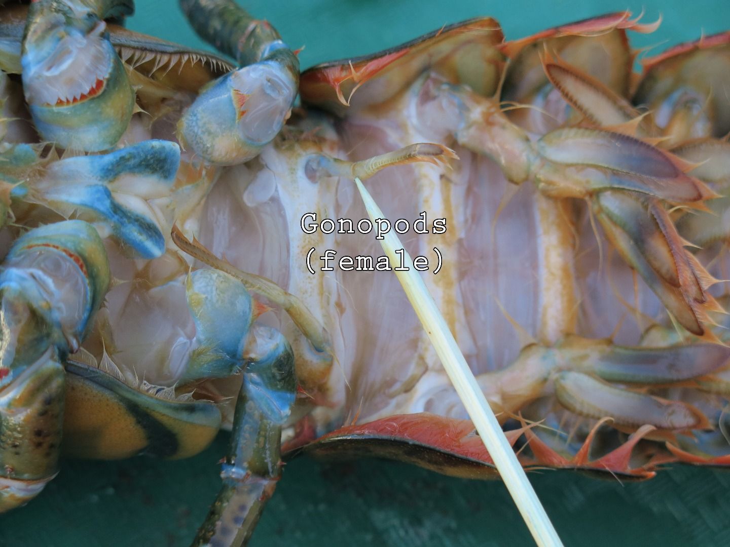 Lobster Dissection : 11 Steps - Instructables