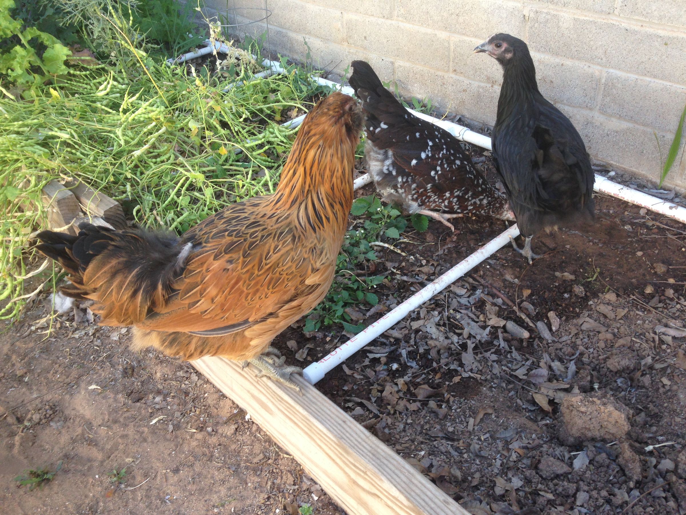 Raise Backyard Chickens! : 12 Steps (with Pictures) - Instructables