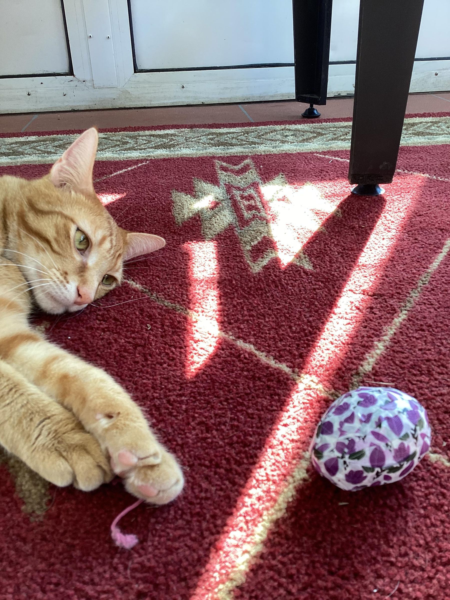 Super Easy Easter Egg Cat Toy in Two Easy Steps! : 3 Steps - Instructables