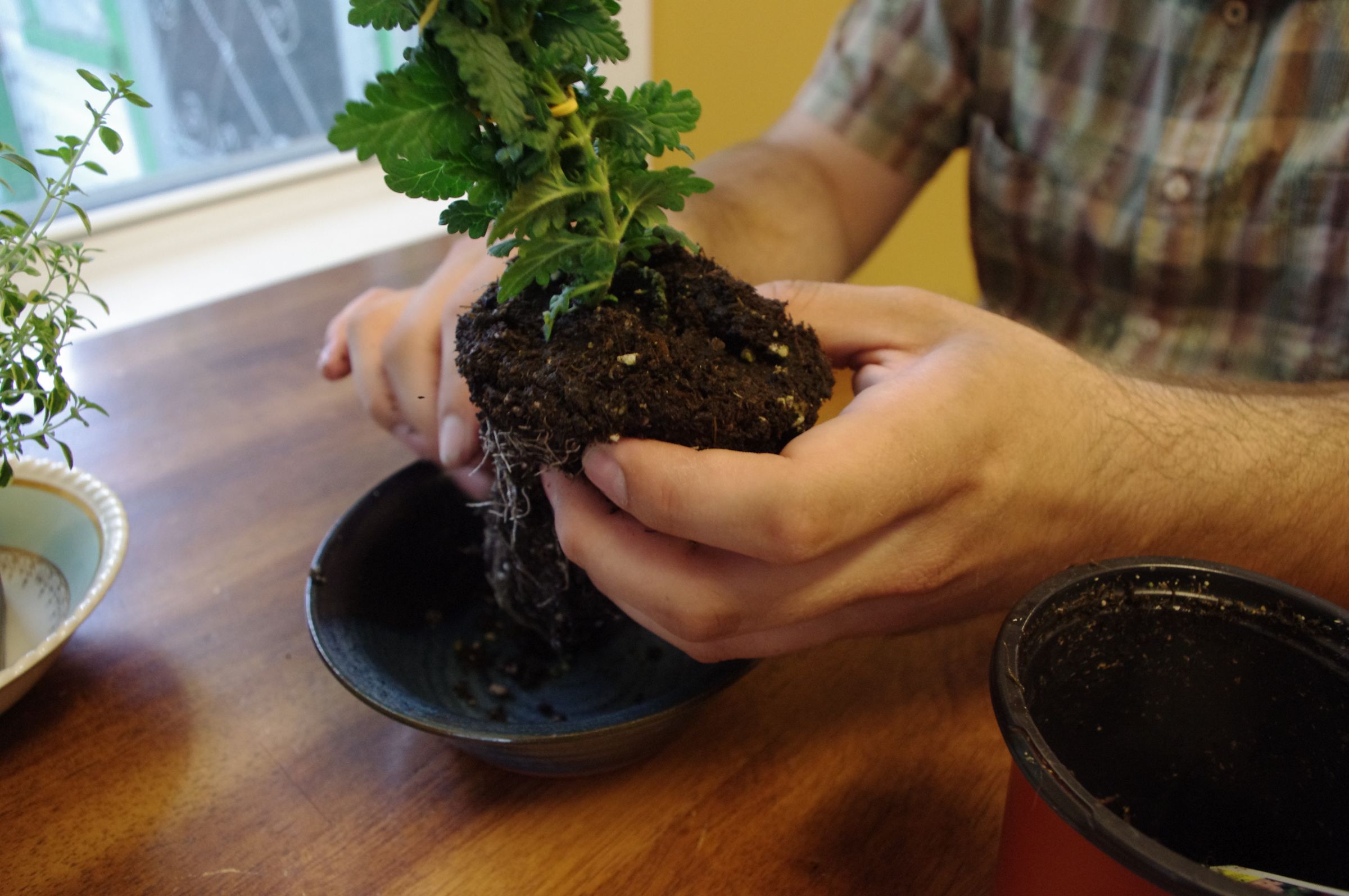 Inverted Wine Bottle Planter : 7 Steps (with Pictures) - Instructables