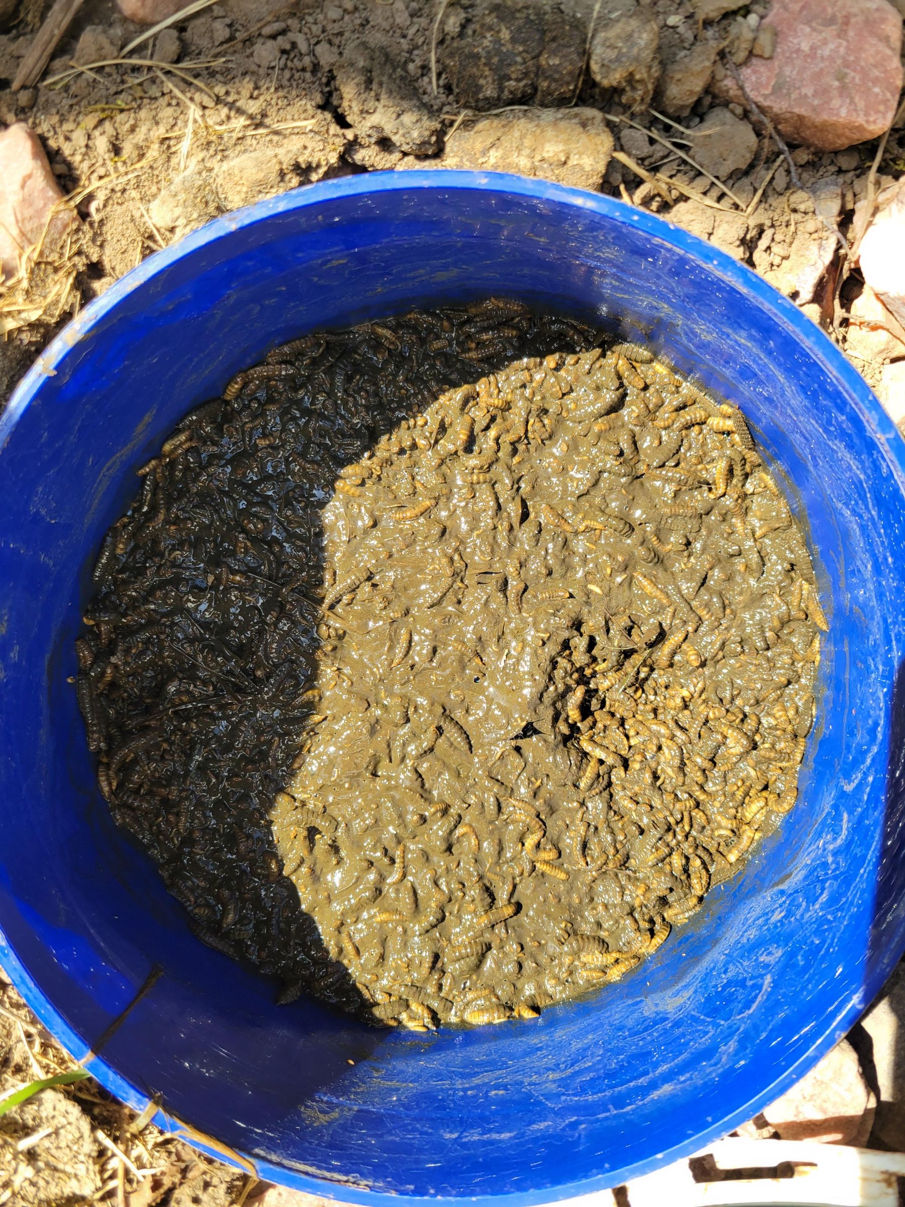 DIY Doggie Septic System With Natural Starter : 14 Steps (with Pictures ...