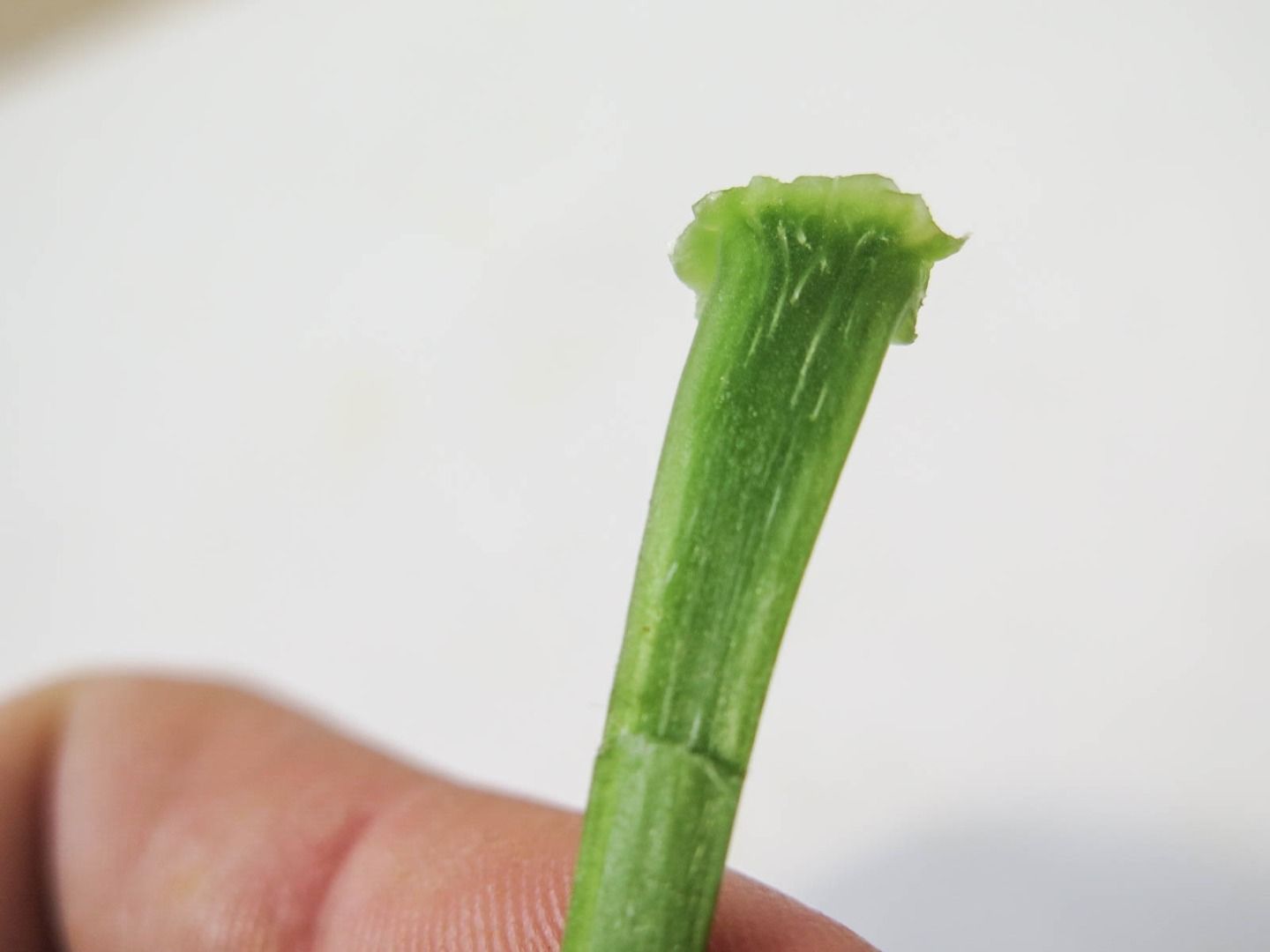 Flower Dissection! : 6 Steps (with Pictures) - Instructables