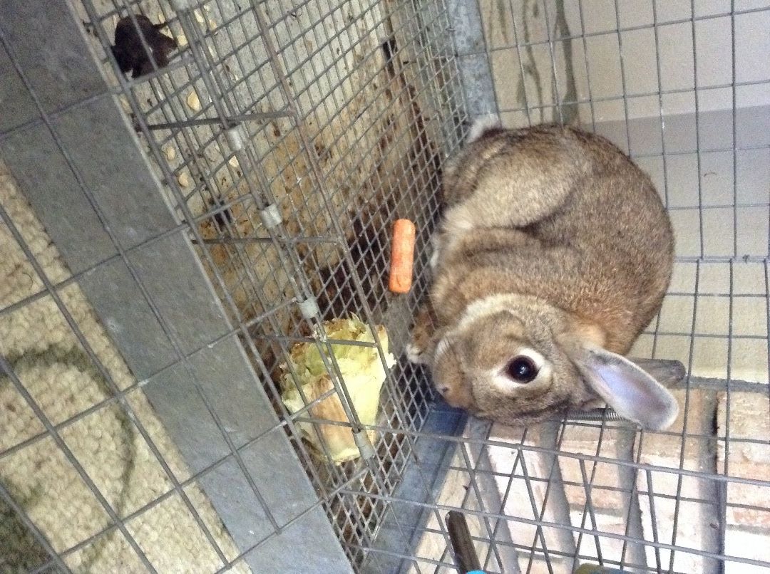 How to Groom Your Rabbit : 4 Steps - Instructables