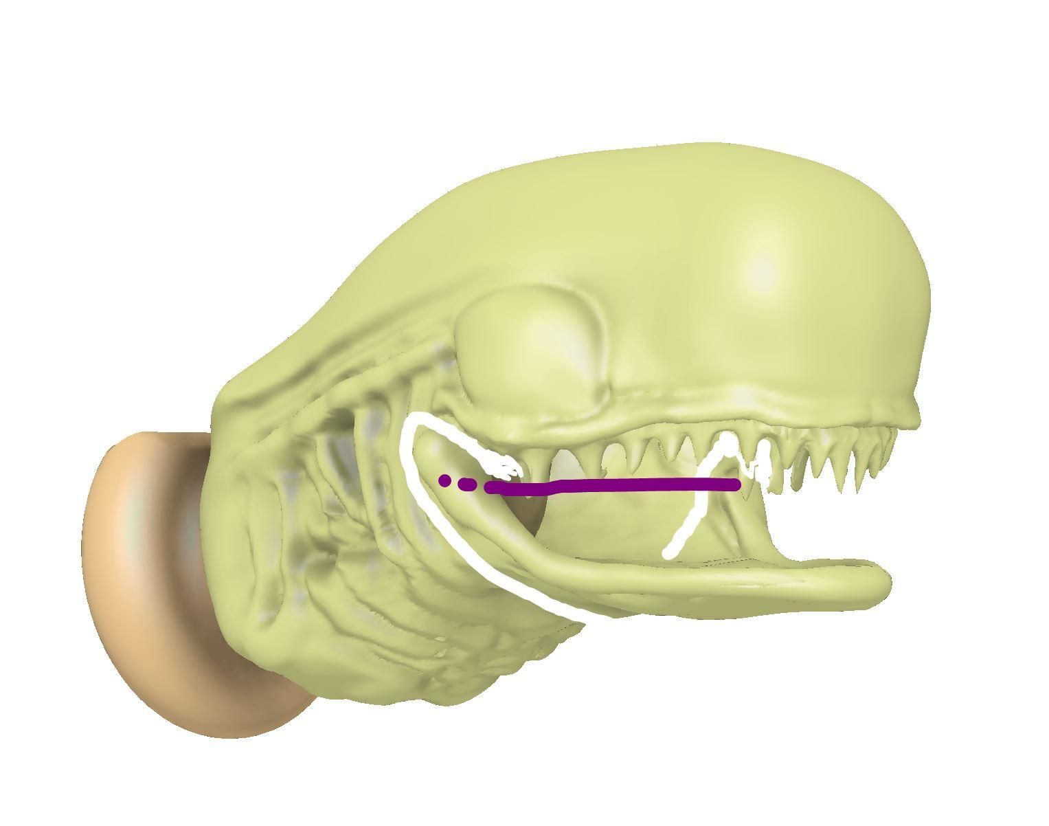 Alien Chestburster That MOVES! : 11 Steps (with Pictures) - Instructables