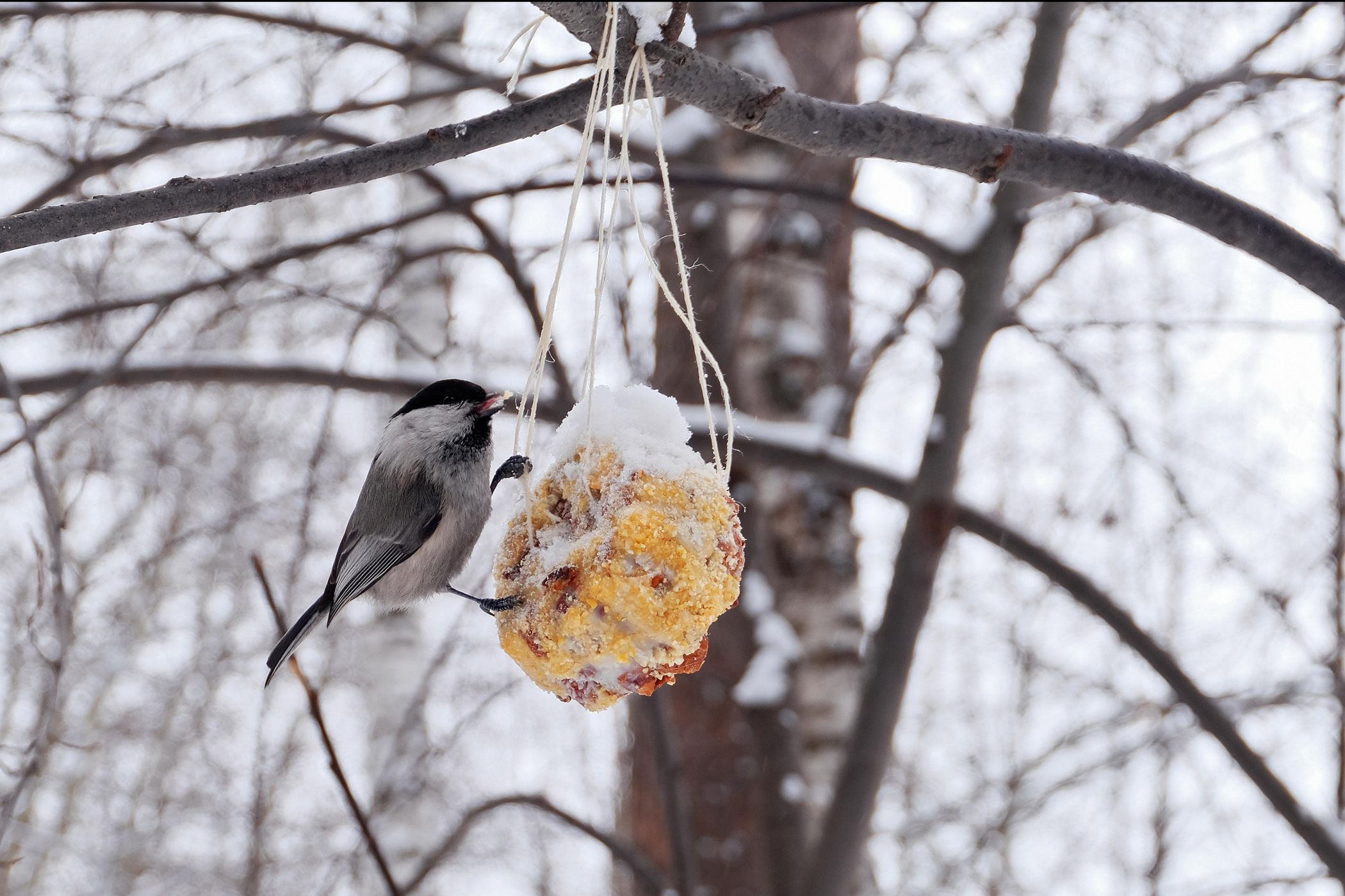 Treats (cakes) for Birds : 18 Steps (with Pictures) - Instructables