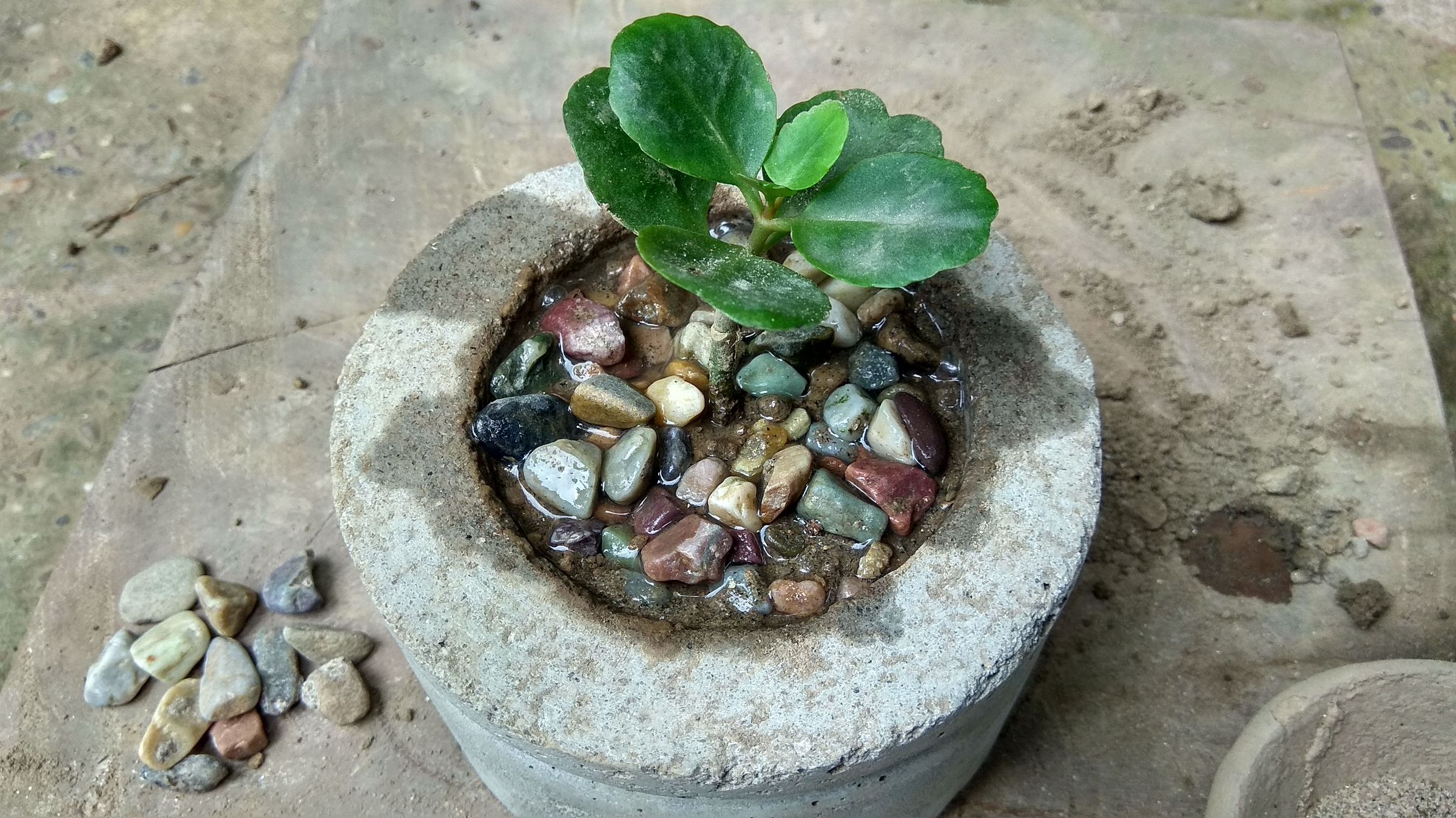 Concrete Tree Planter : 5 Steps (with Pictures) - Instructables