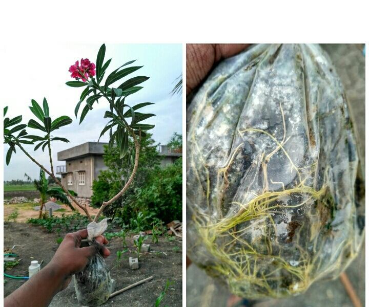 Air Layering : 8 Steps (with Pictures) - Instructables