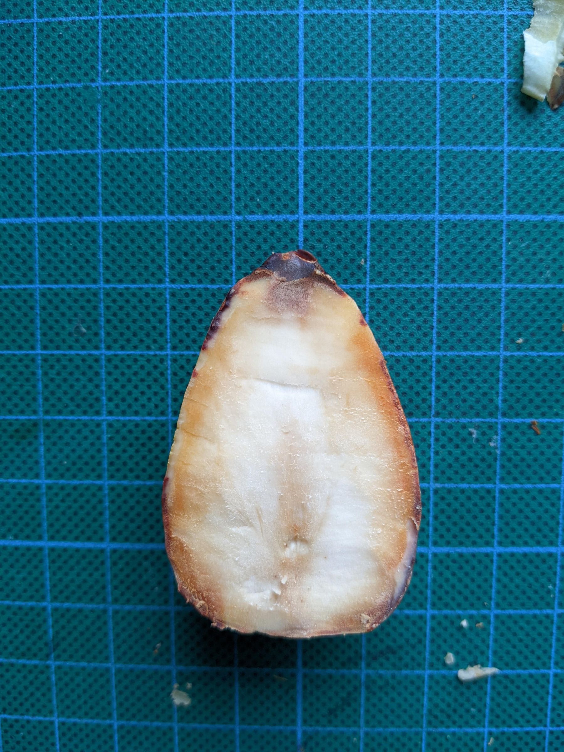 Buttons From Avocado Pits : 8 Steps (with Pictures) - Instructables