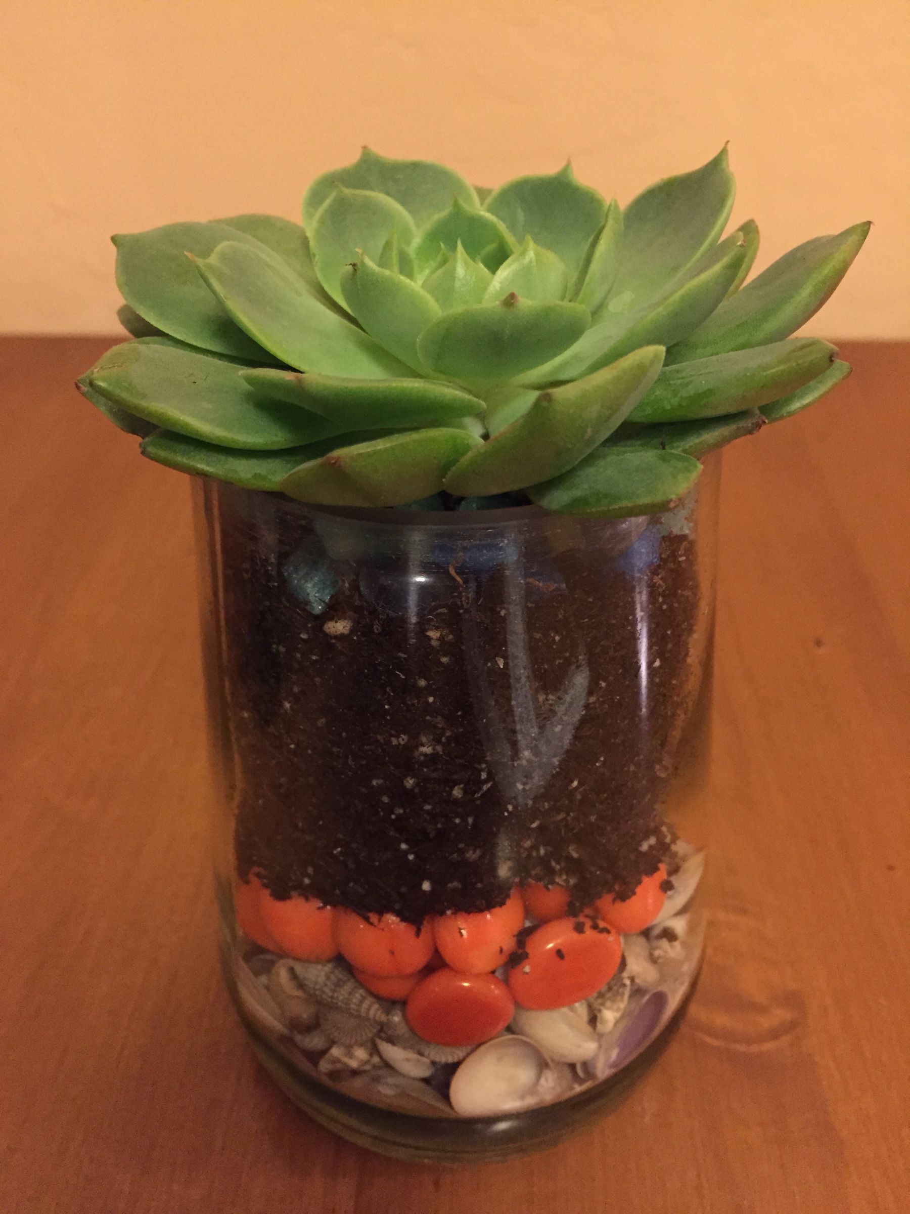 Beer Bottle Succulents : 6 Steps (with Pictures) - Instructables