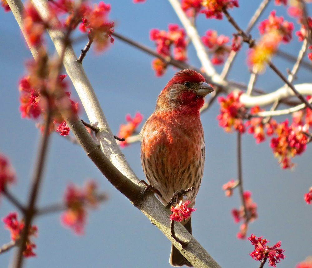Canon SX50 HS Feature Tutorial for Bird and Macro Pictures. - Instructables