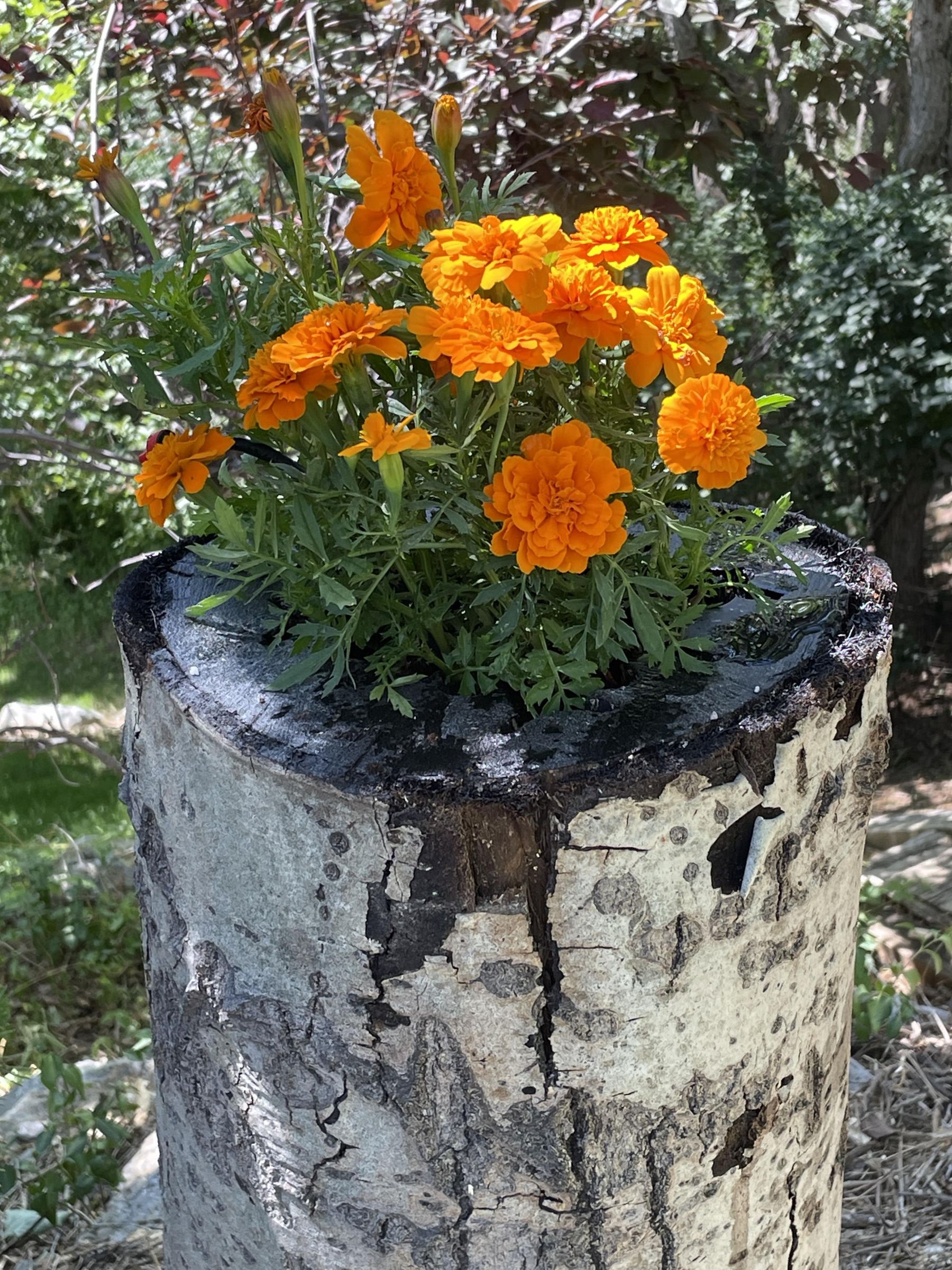 Transform a Tree Stump Into a Planter Box : 11 Steps (with Pictures ...