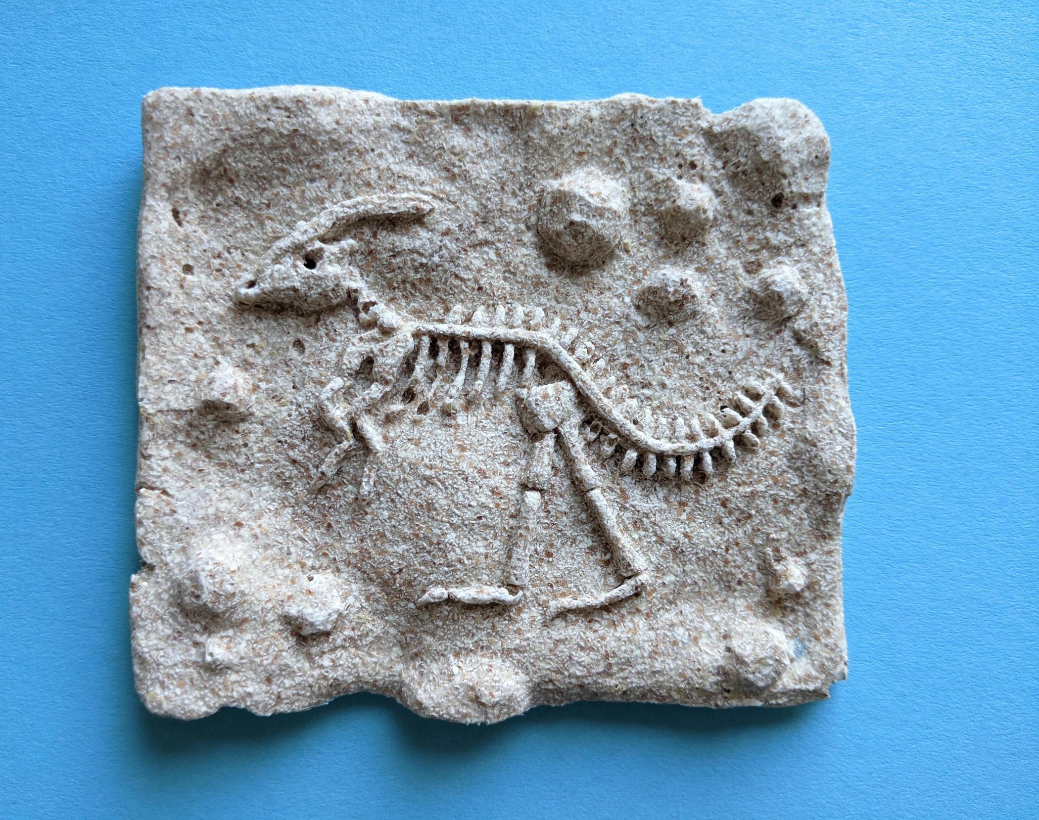 Dinosaur Fossil From Eggshells! : 5 Steps (with Pictures) - Instructables