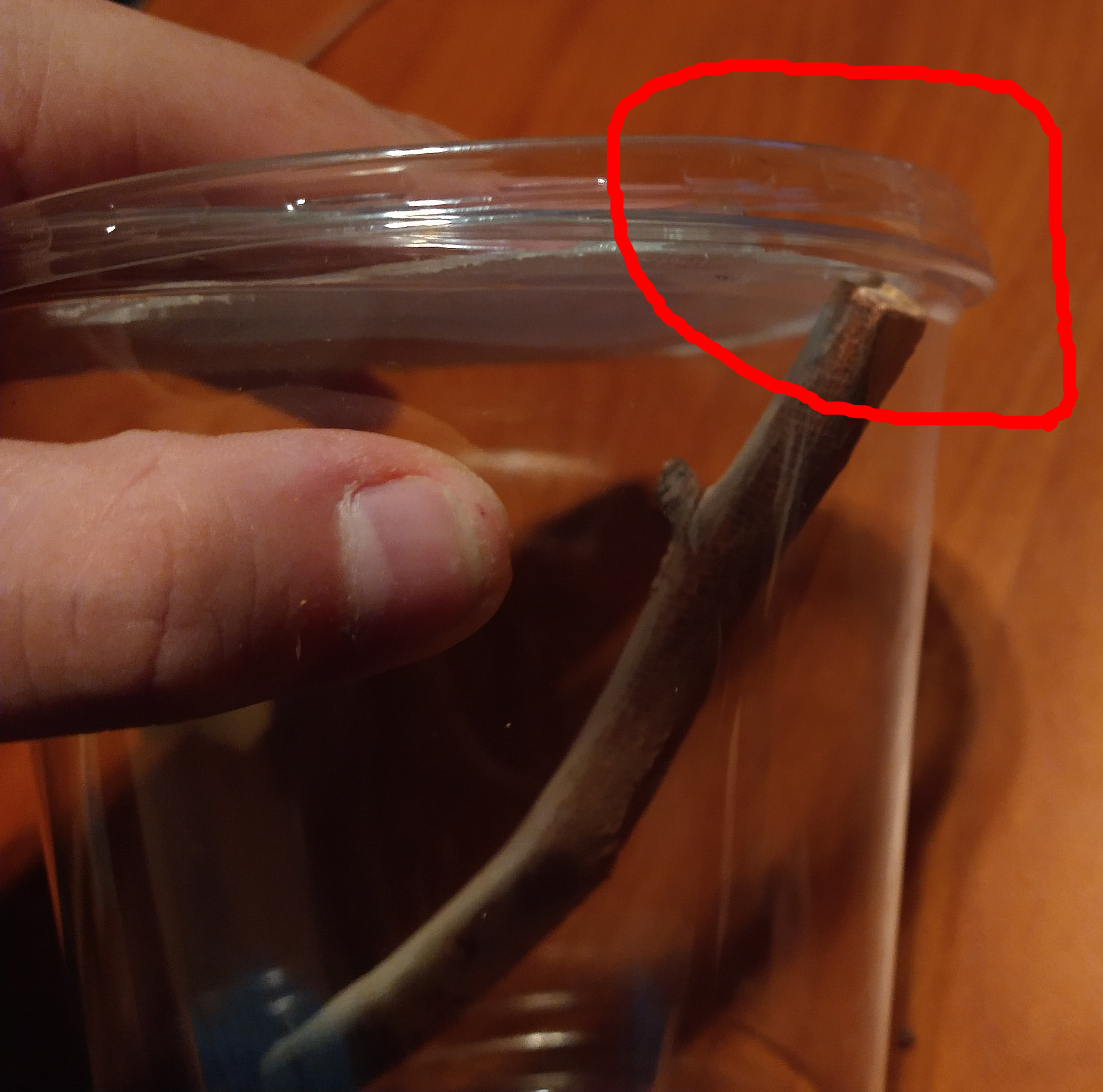 Perfect Praying Mantis Cups : 9 Steps (with Pictures) - Instructables