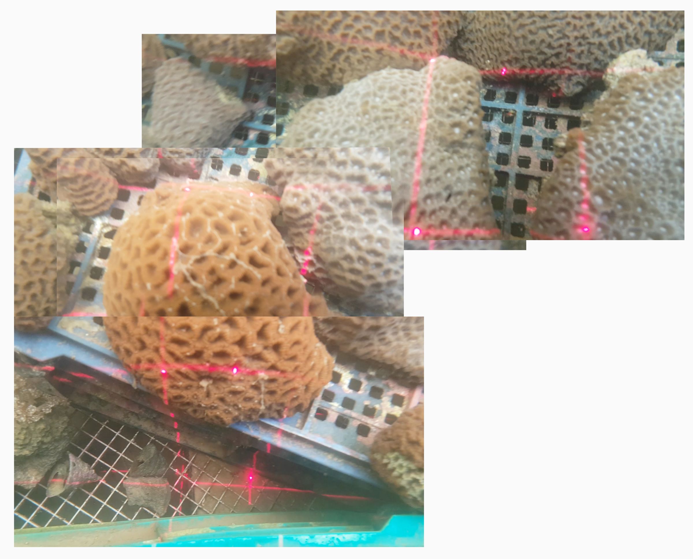 Laser Quadrat for Coral Reef Mapping : 12 Steps (with Pictures ...