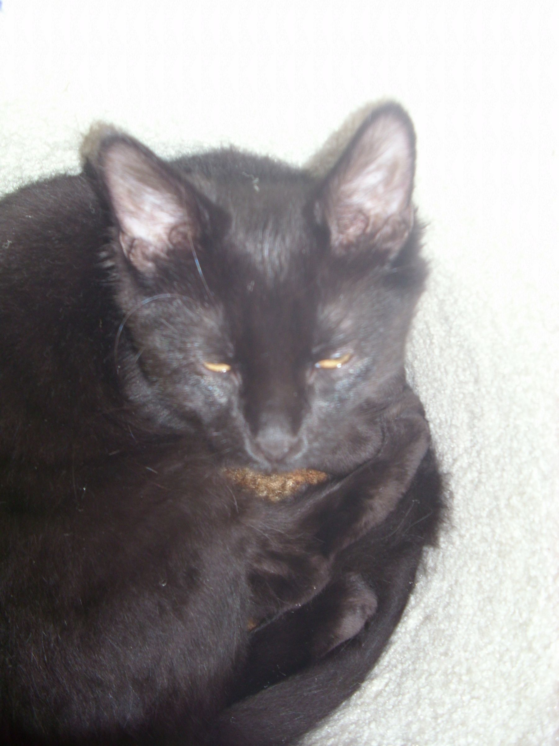 Cat Condo : 8 Steps - Instructables