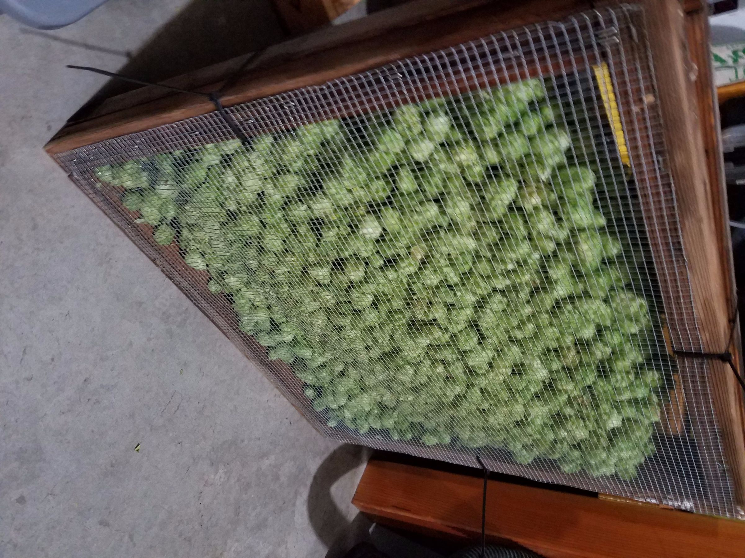 Homemade Hop Oast for Drying Homegrown Hops to Put in Homebrew Beer : 6 ...