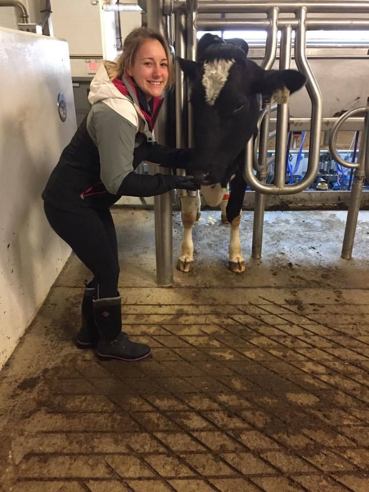 Milking Cows By Hand