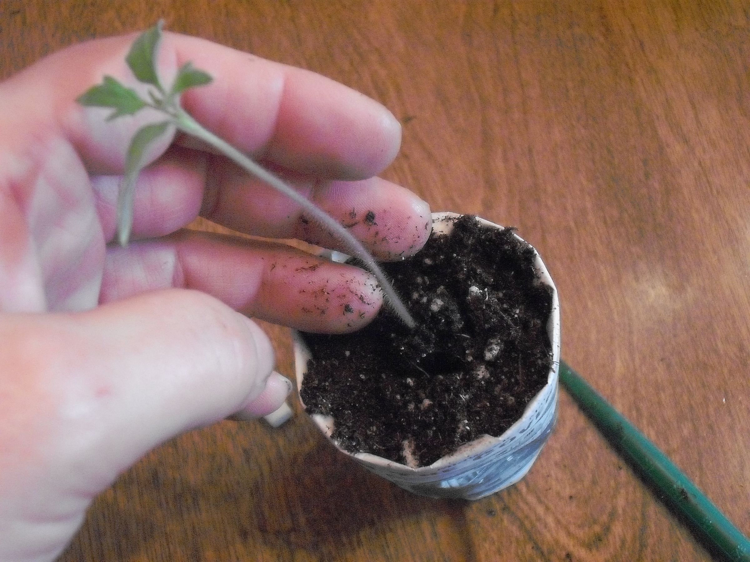 Making Paper Plant Pots : 8 Steps - Instructables