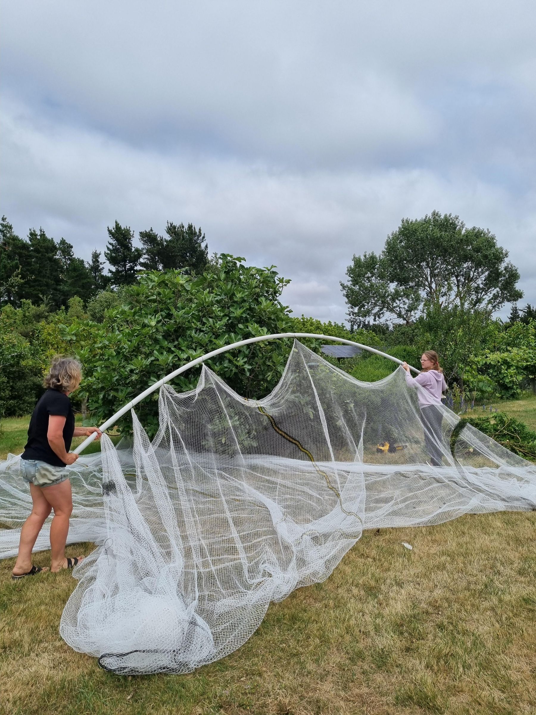 Netting a Fruit Tree : 5 Steps (with Pictures) - Instructables