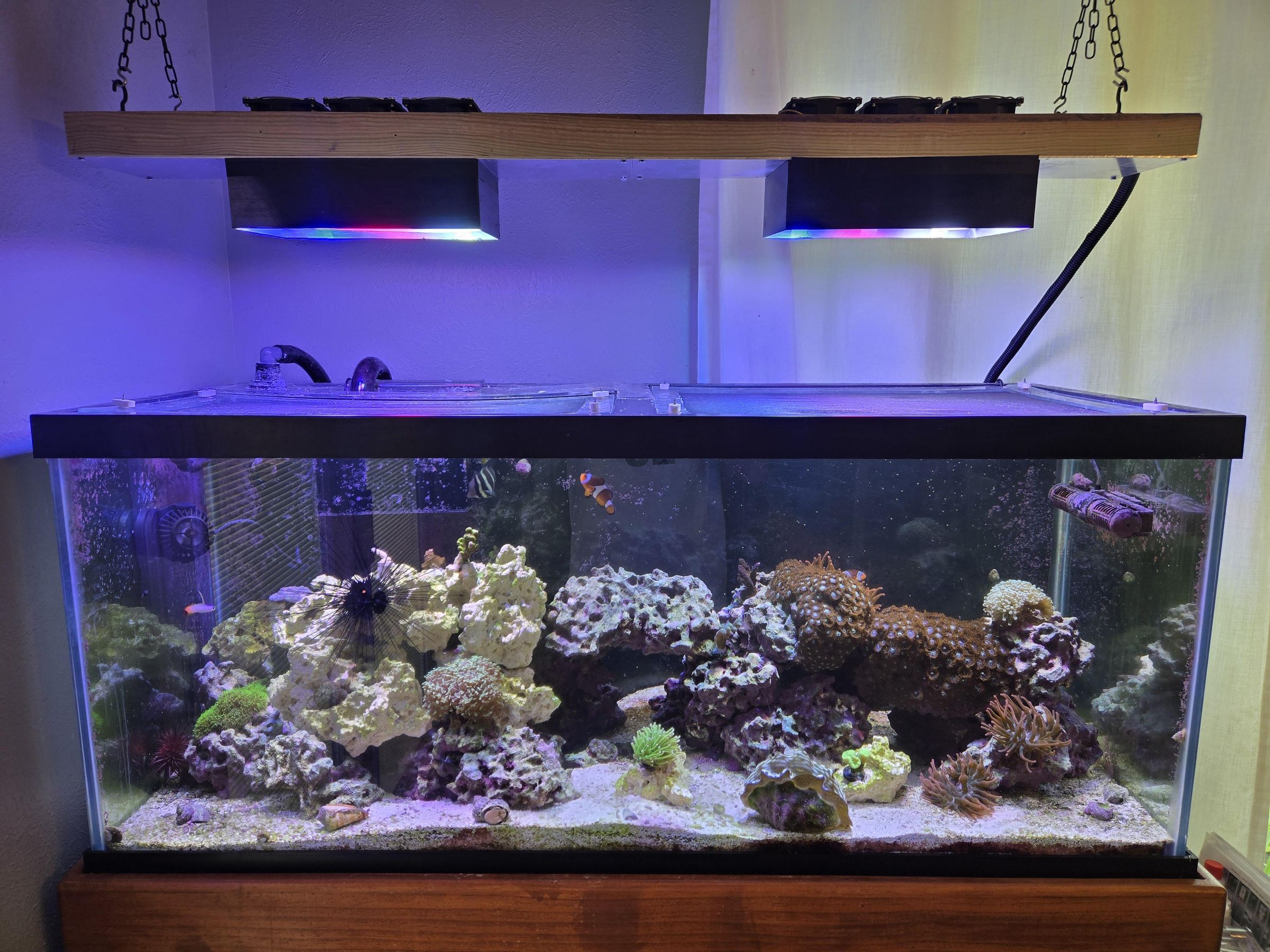 Reef Tank LED Lighting High PAR - Low Cost DIY : 8 Steps (with Pictures ...