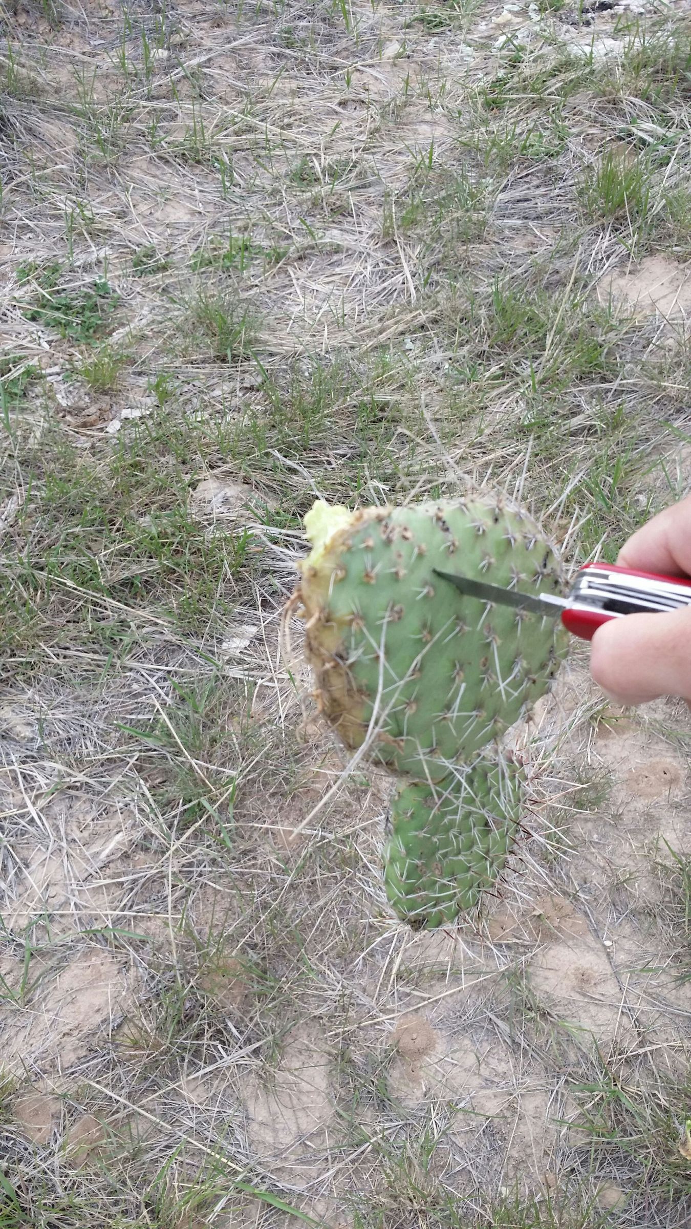 Cinco De Mayo Fried Cactus (Nopales) : 3 Steps (with Pictures ...
