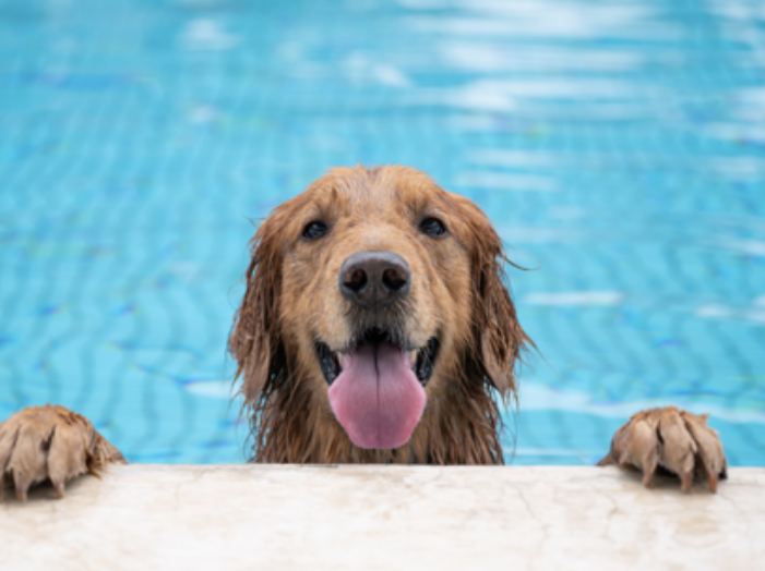 Monitoring the Needs and Desires of the Dog : 9 Steps - Instructables
