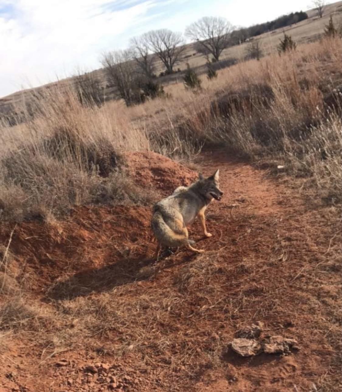 Chatter Box Predator Decoy : 3 Steps - Instructables