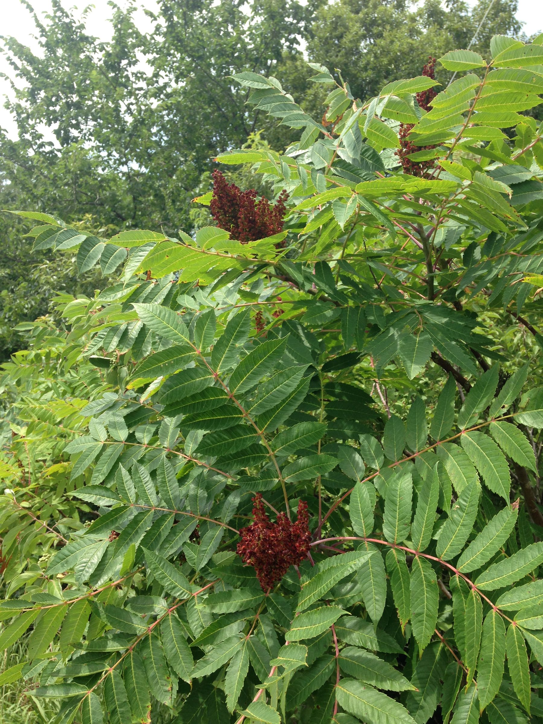 Poison Sumac Berries