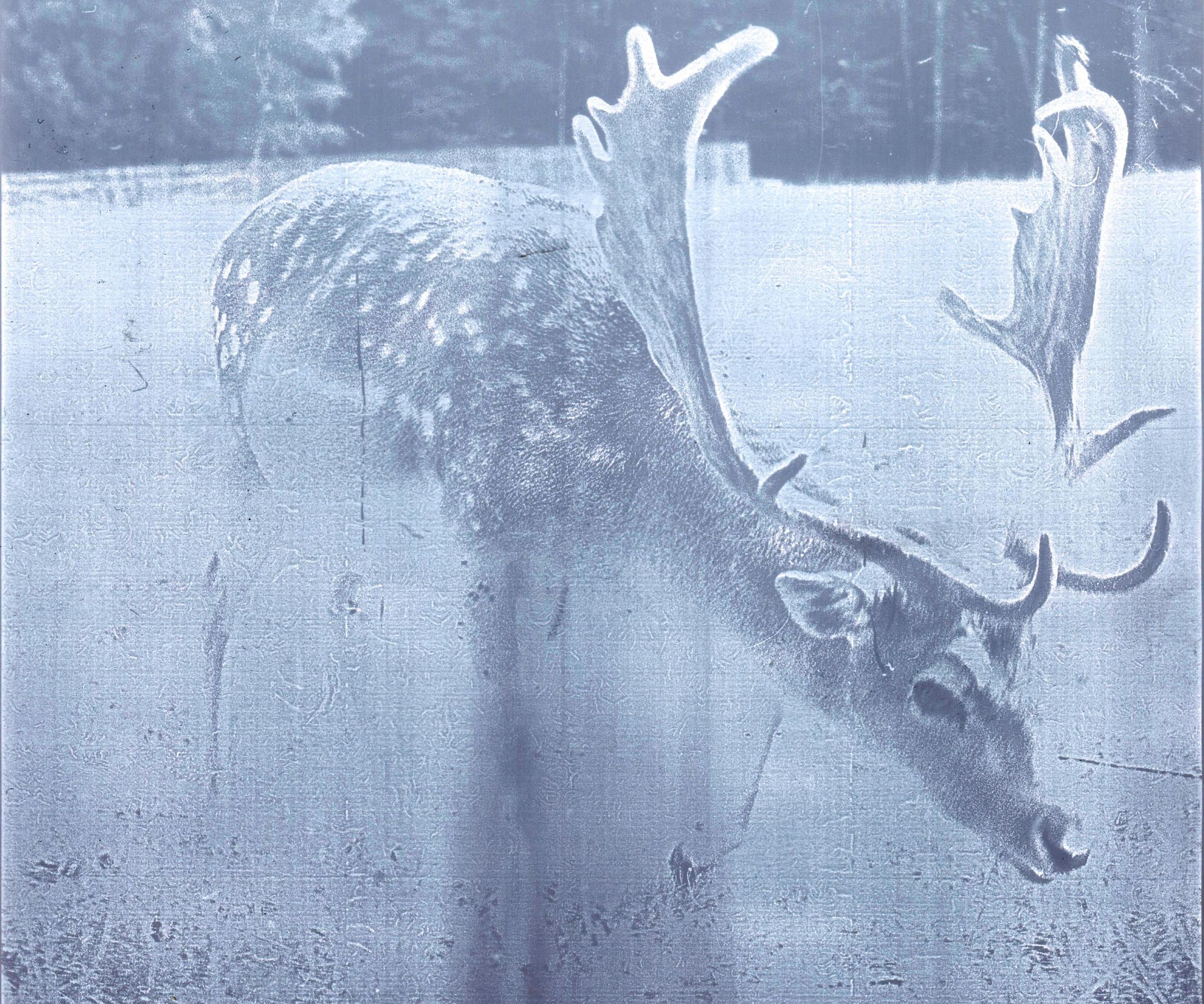 Lumen Printing in the Dark : 5 Steps (with Pictures) - Instructables