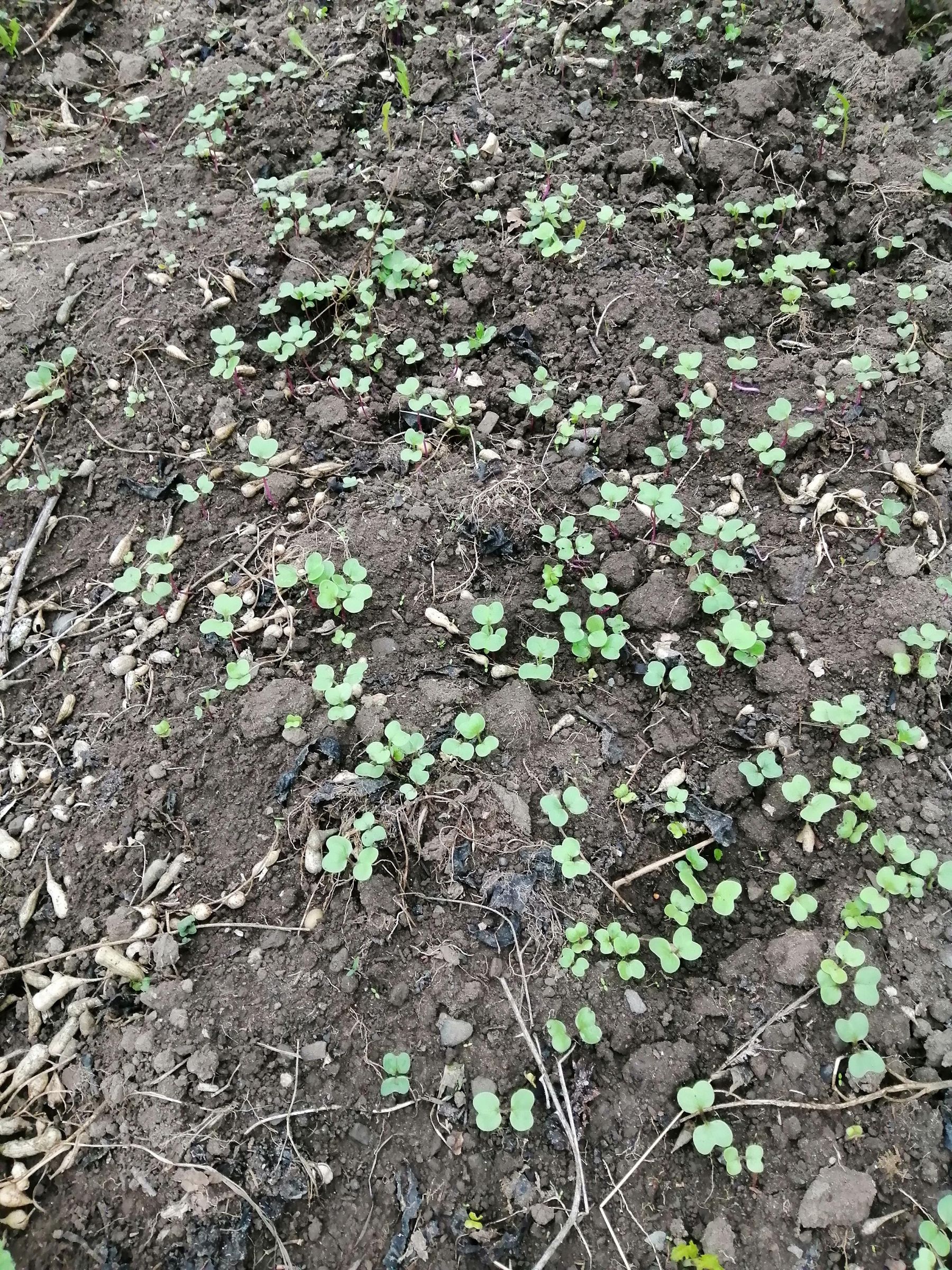 Growing Turnips Using Cardboard : 3 Steps - Instructables