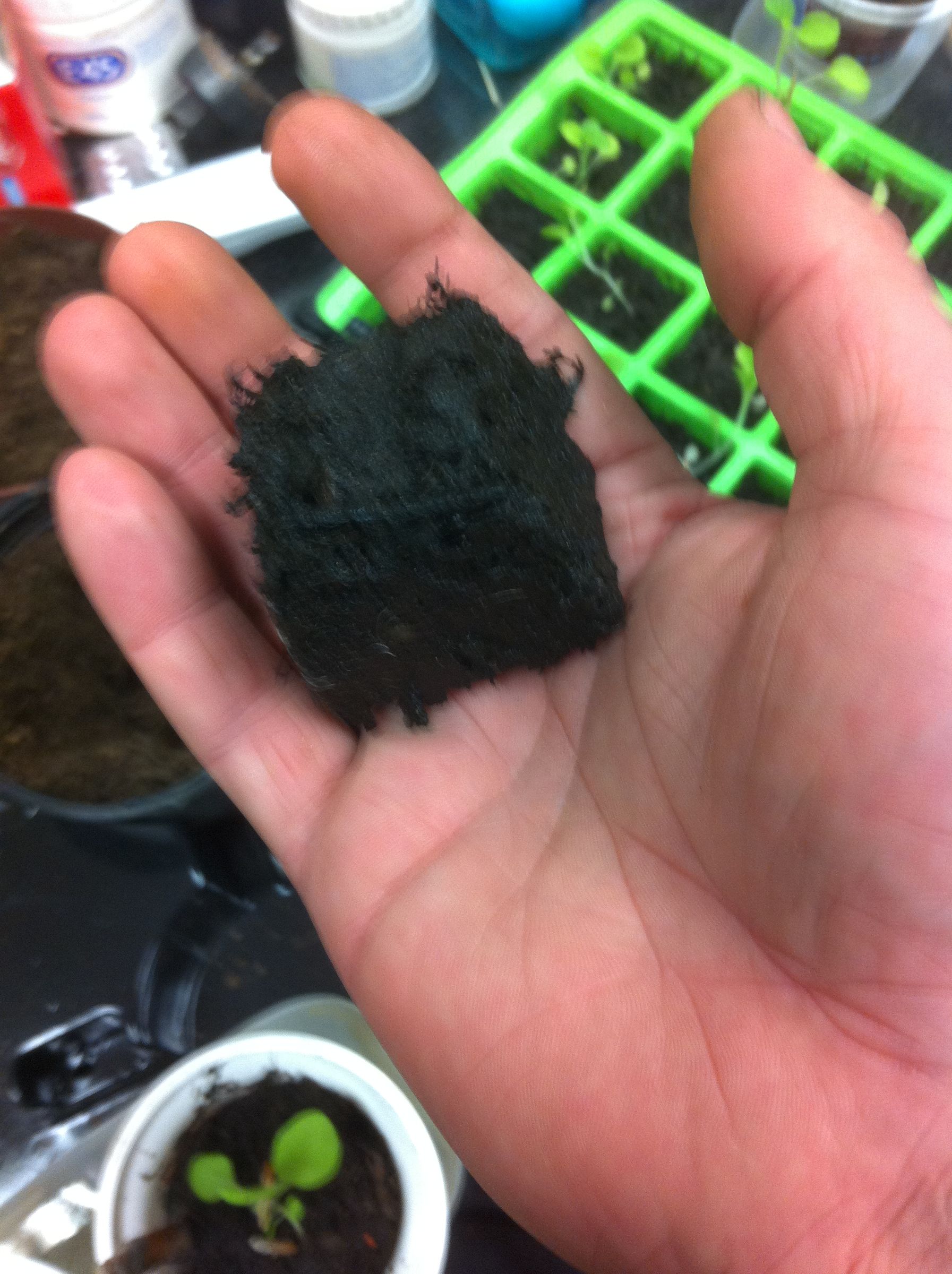 Growing Tobacco : 6 Steps (with Pictures) - Instructables