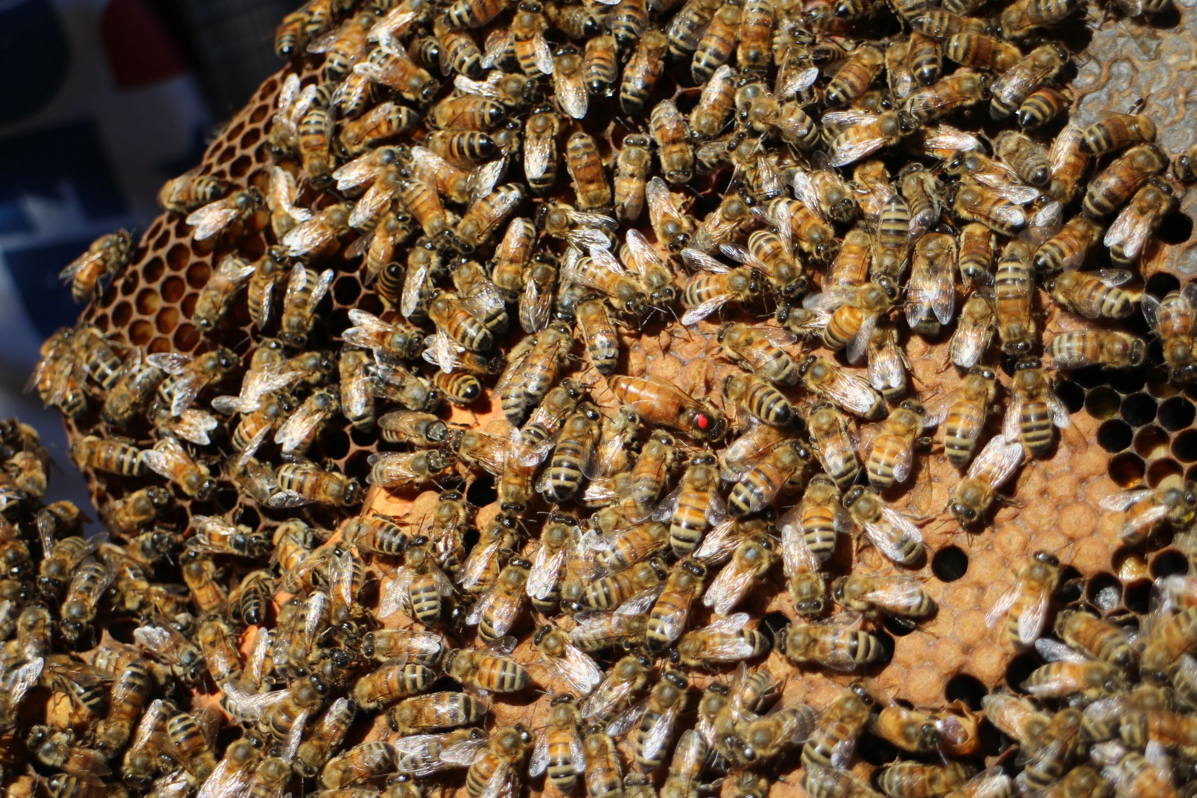 How to Make a Nucleus Honeybee Colony (and Prevent Established Hives ...