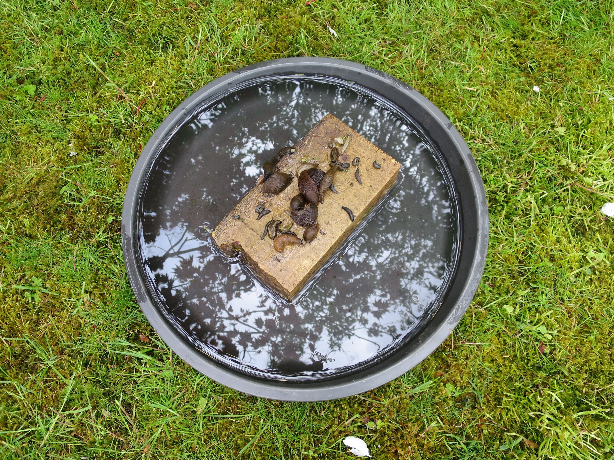 Teaching Birds to Eat Invasive Slugs/ a Poison Free Slug Killer : 6 ...