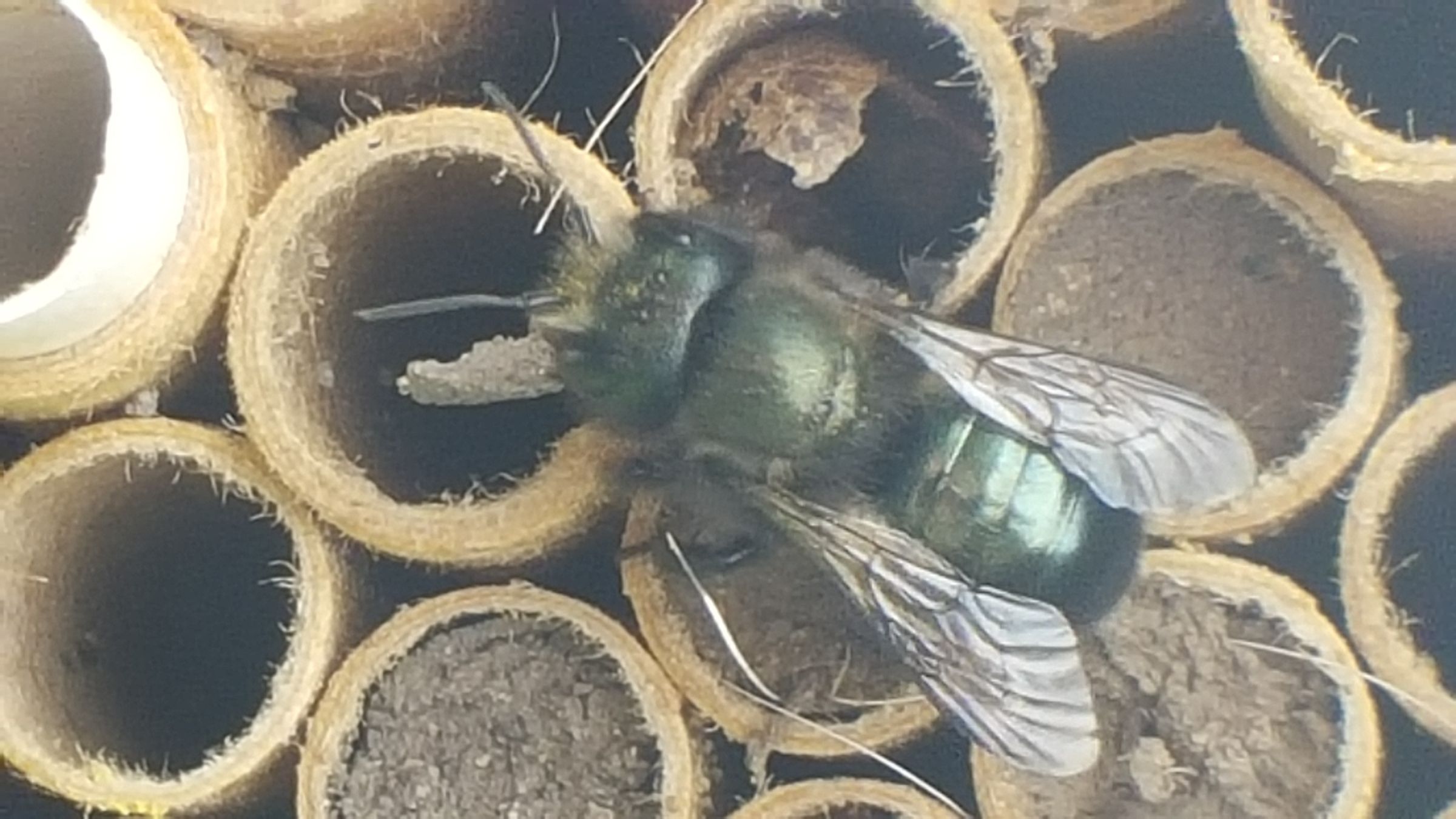 Mason Bee Hive : 3 Steps (with Pictures) - Instructables