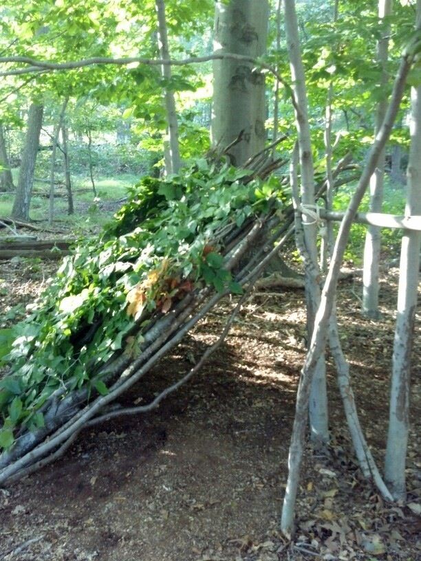 How to Create a Lean-to Shelter in the Deciduous Forest : 4 Steps (with ...