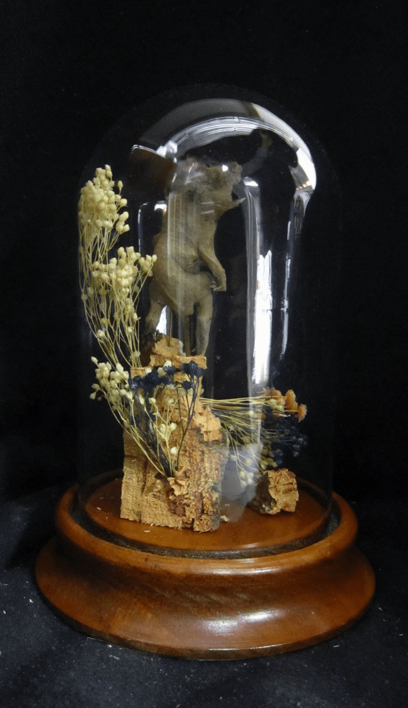 Desiccated Taxidermy Mummy Mouse in a Bell Jar (for Your Wunderkammer ...