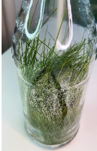 How to Make "Sprite" With Pine Needles! (Uses White Pine) : 7 Steps ...