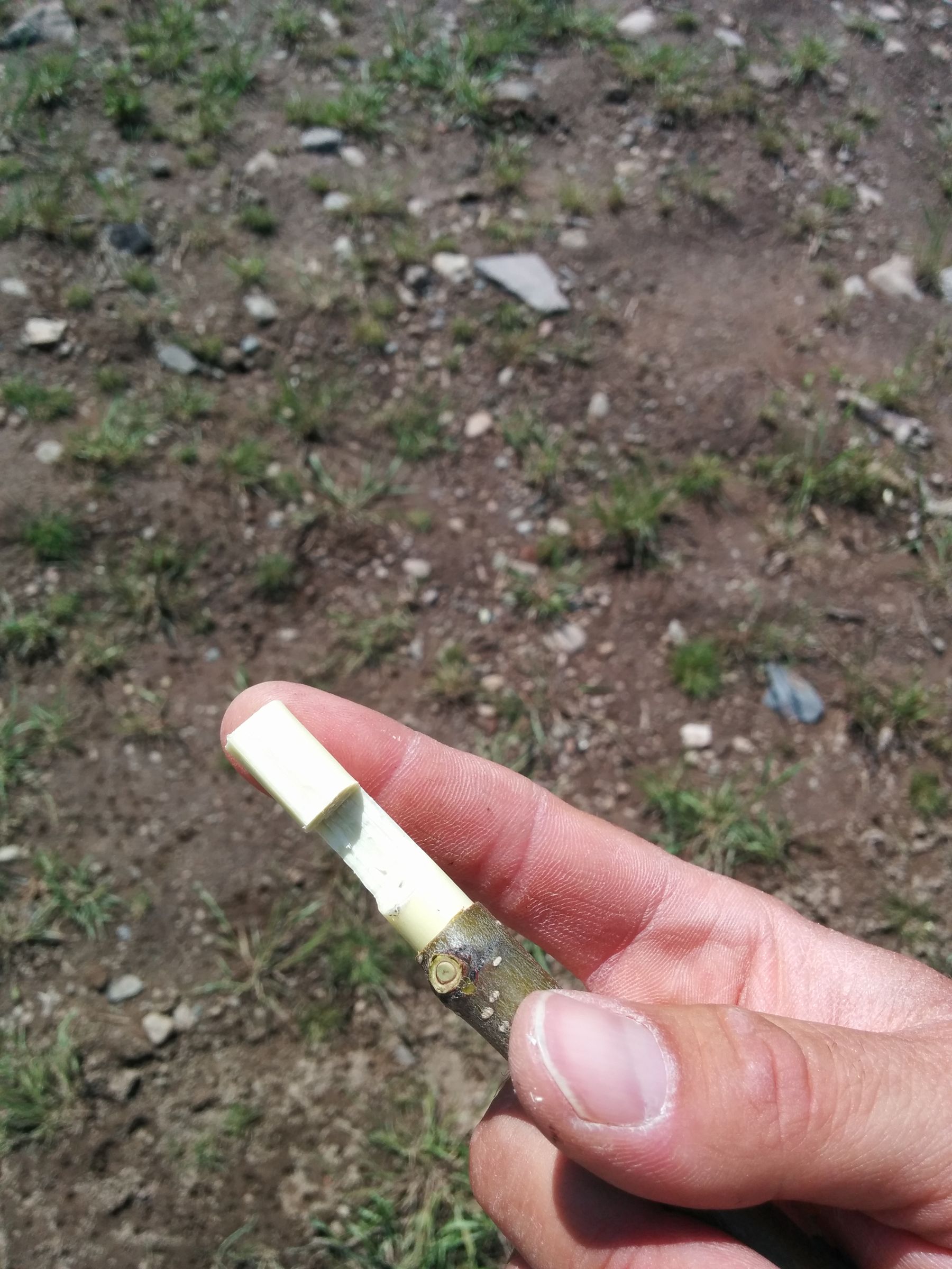 Stick Bark Whistle : 10 Steps (with Pictures) - Instructables