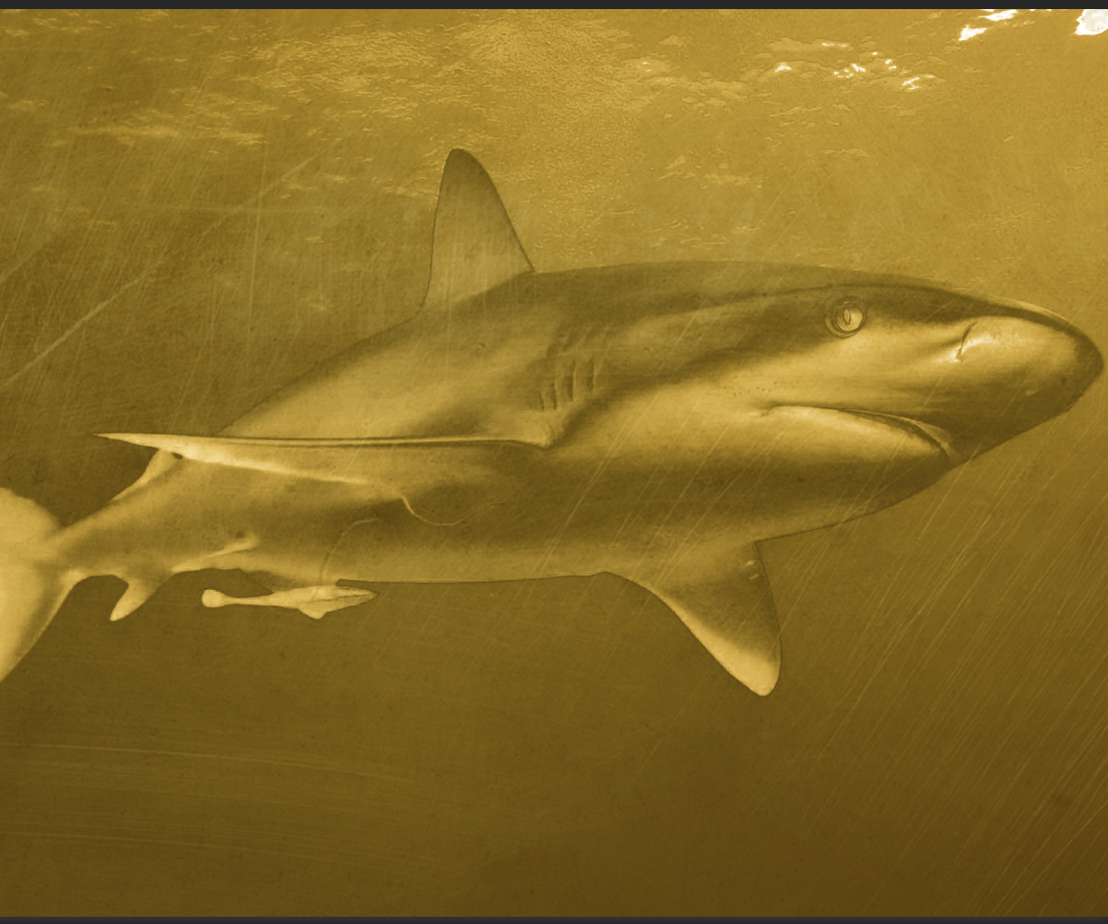 The Midas Touch; Turning Your Object to Gold in Photoshop : 4 Steps ...