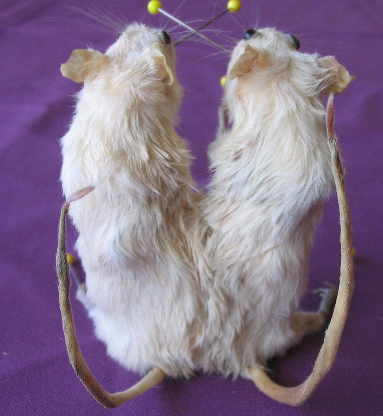 Conjoined Twin Mice : 4 Steps (with Pictures) - Instructables