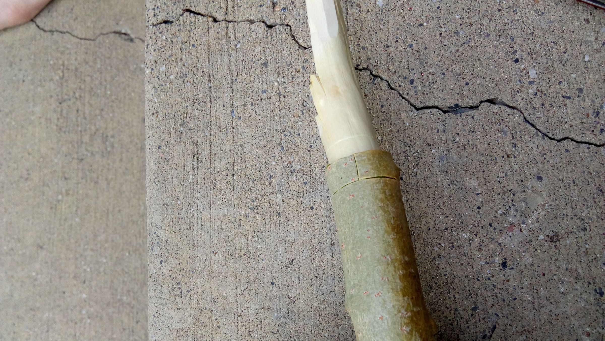 Tree Bark Rings : 5 Steps (with Pictures) - Instructables