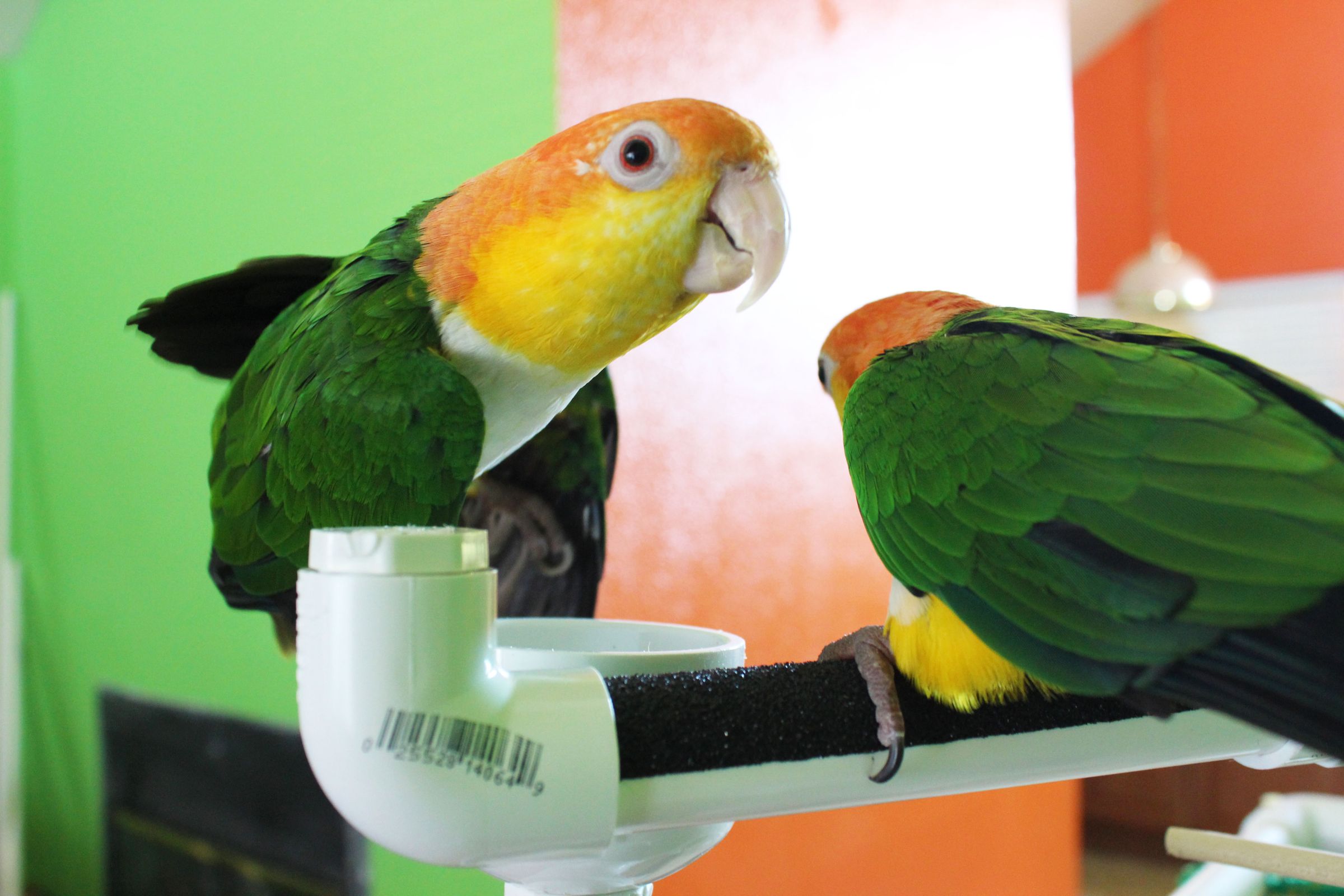 DIY BIRD STAND : 8 Steps (with Pictures) - Instructables