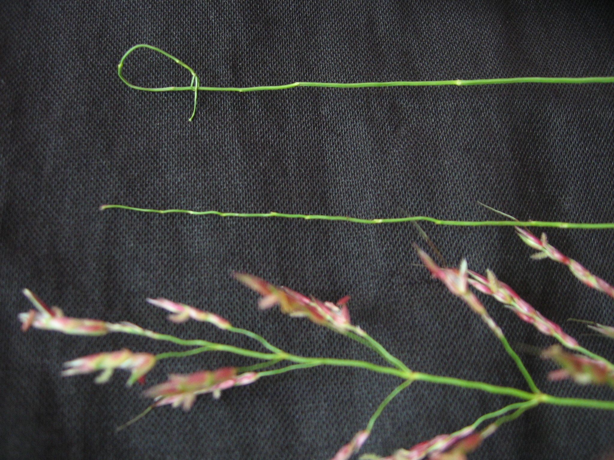 How to Catch a Lizard With a Piece of Grass - Instructables