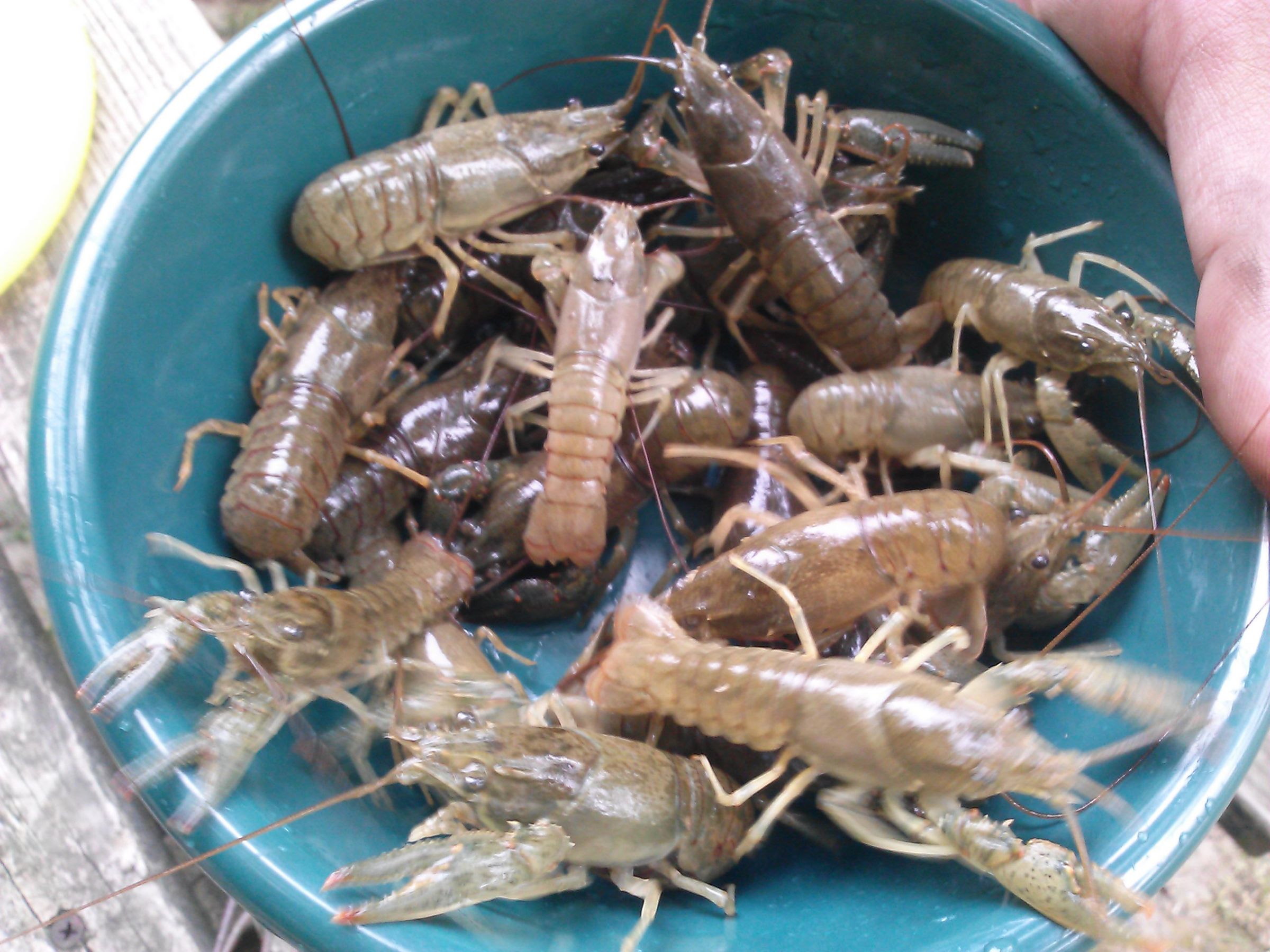 Boiling Fresh Crayfish - a Timeless Tradition : 4 Steps (with Pictures ...
