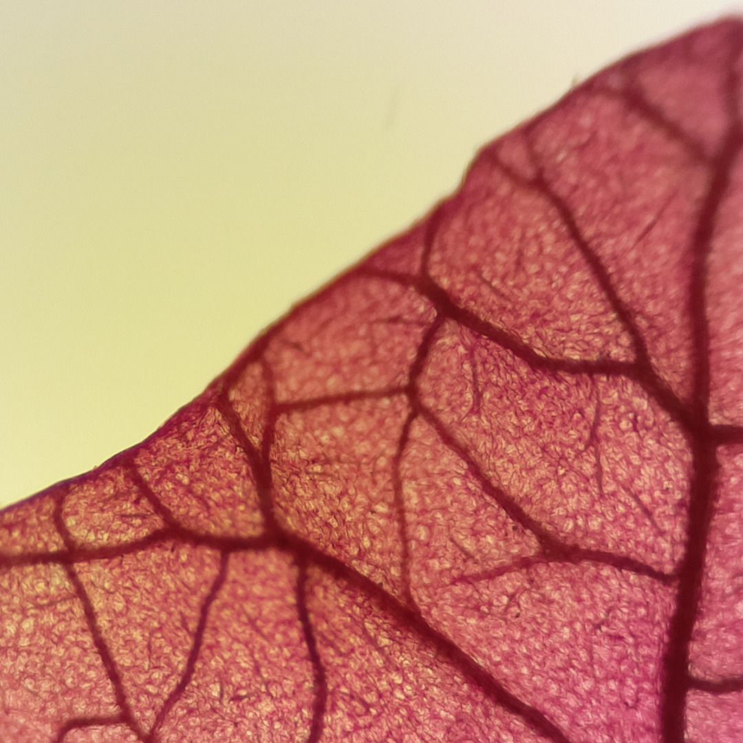 RPiScope: a Raspberry Pi Microscope, Build From Laser Cut Acrylic Parts ...