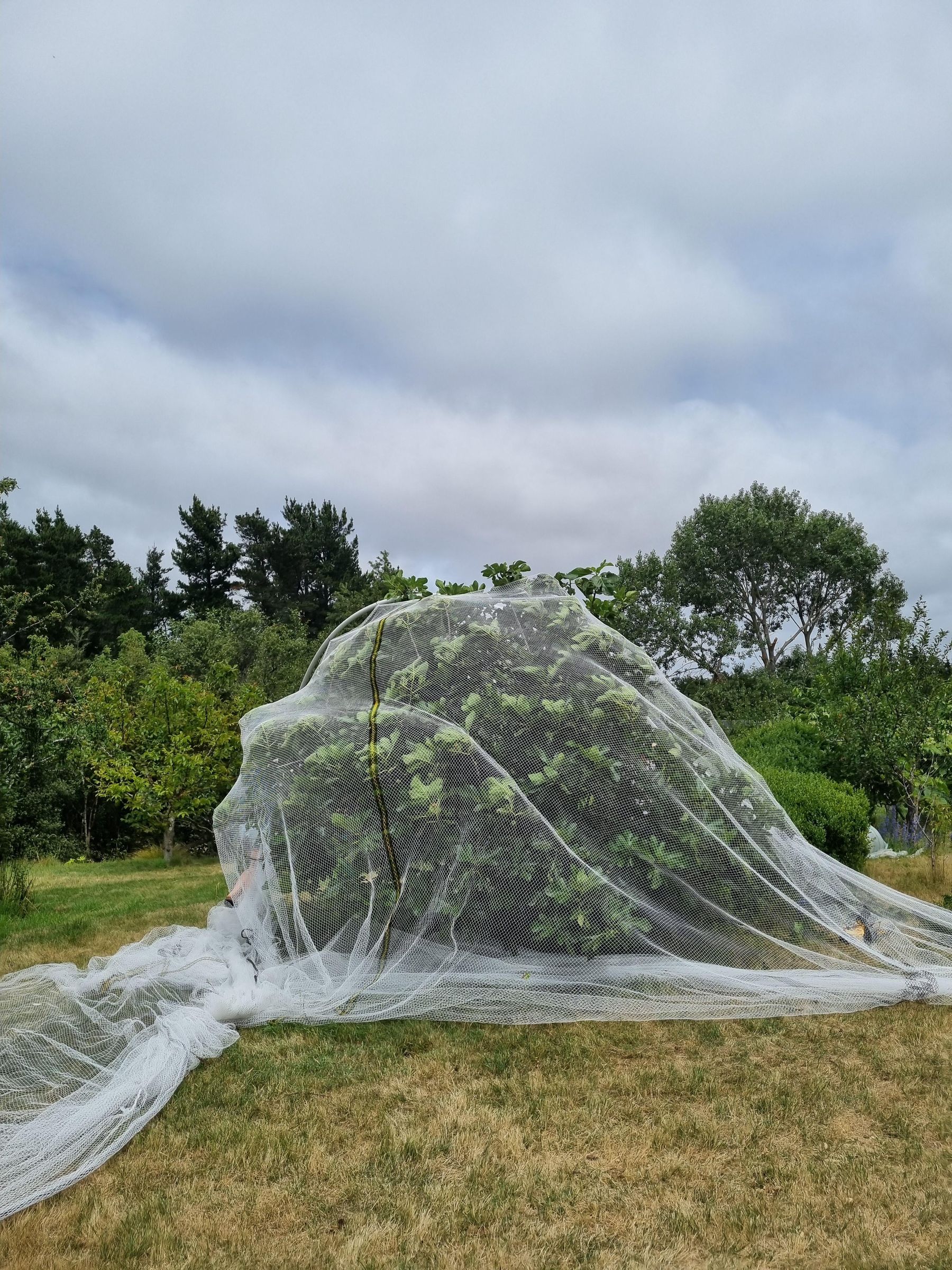 Netting a Fruit Tree : 5 Steps (with Pictures) - Instructables