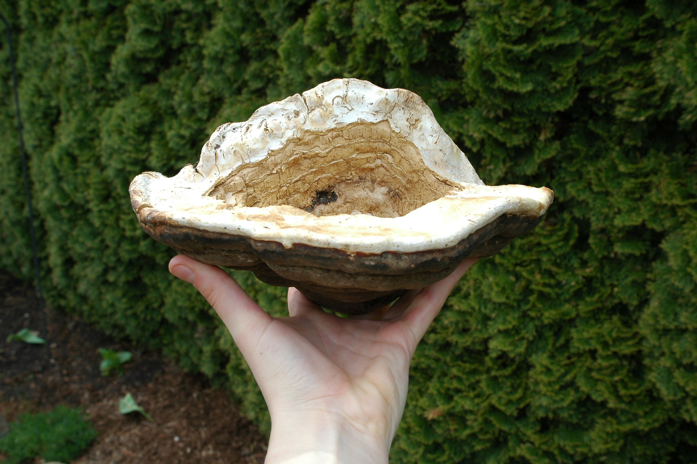 Succulents in Tree Fungi : 5 Steps (with Pictures) - Instructables